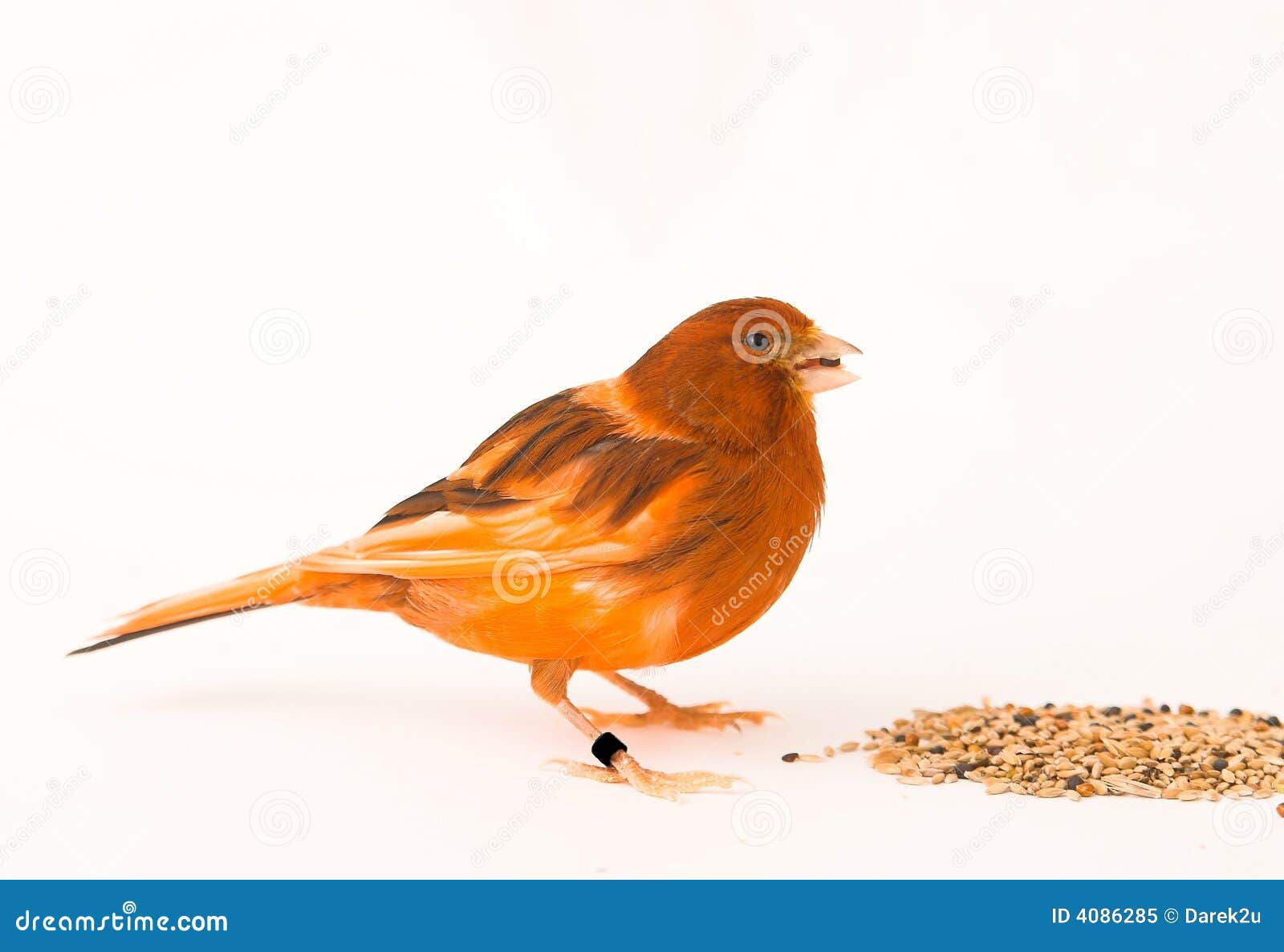 Canary bird - female stock image. Image of hungry, wing - 4086285