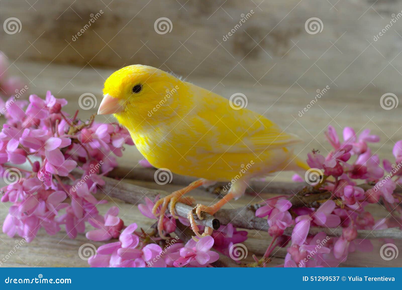 Canary bird. stock image. Image of flowers, leaves, flowering - 51299537