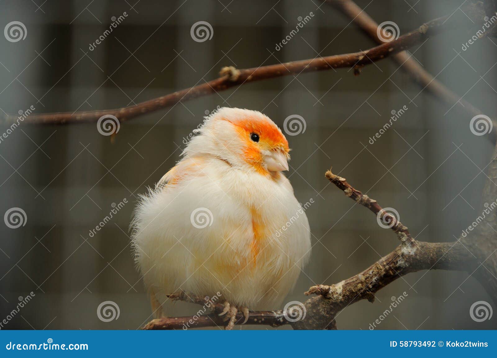 Canary bird stock photo. Image of perch, aviary, pretty - 58793492