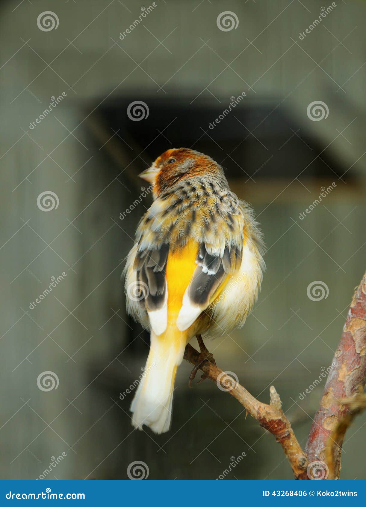Canary bird stock photo. Image of orange, perch, songbird - 43268406