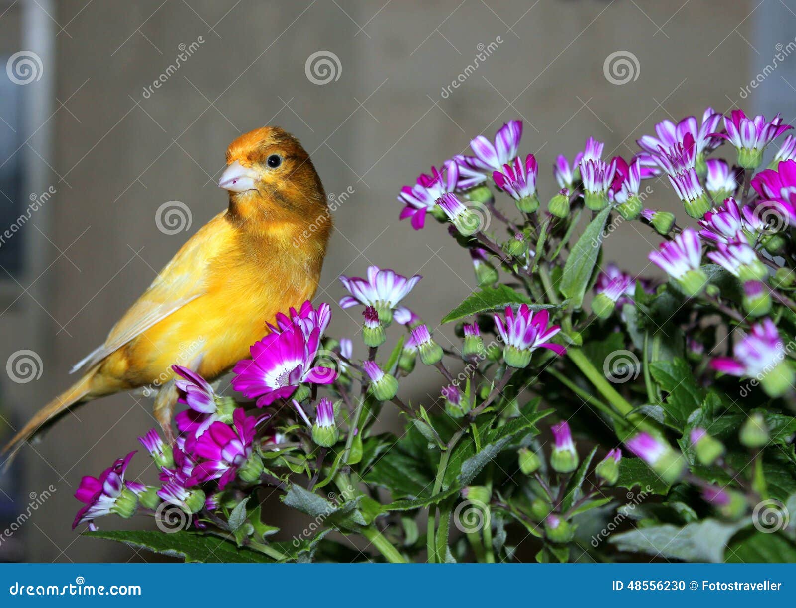 Canary-bird stock photo. Image of cute, biology, fauna - 48556230
