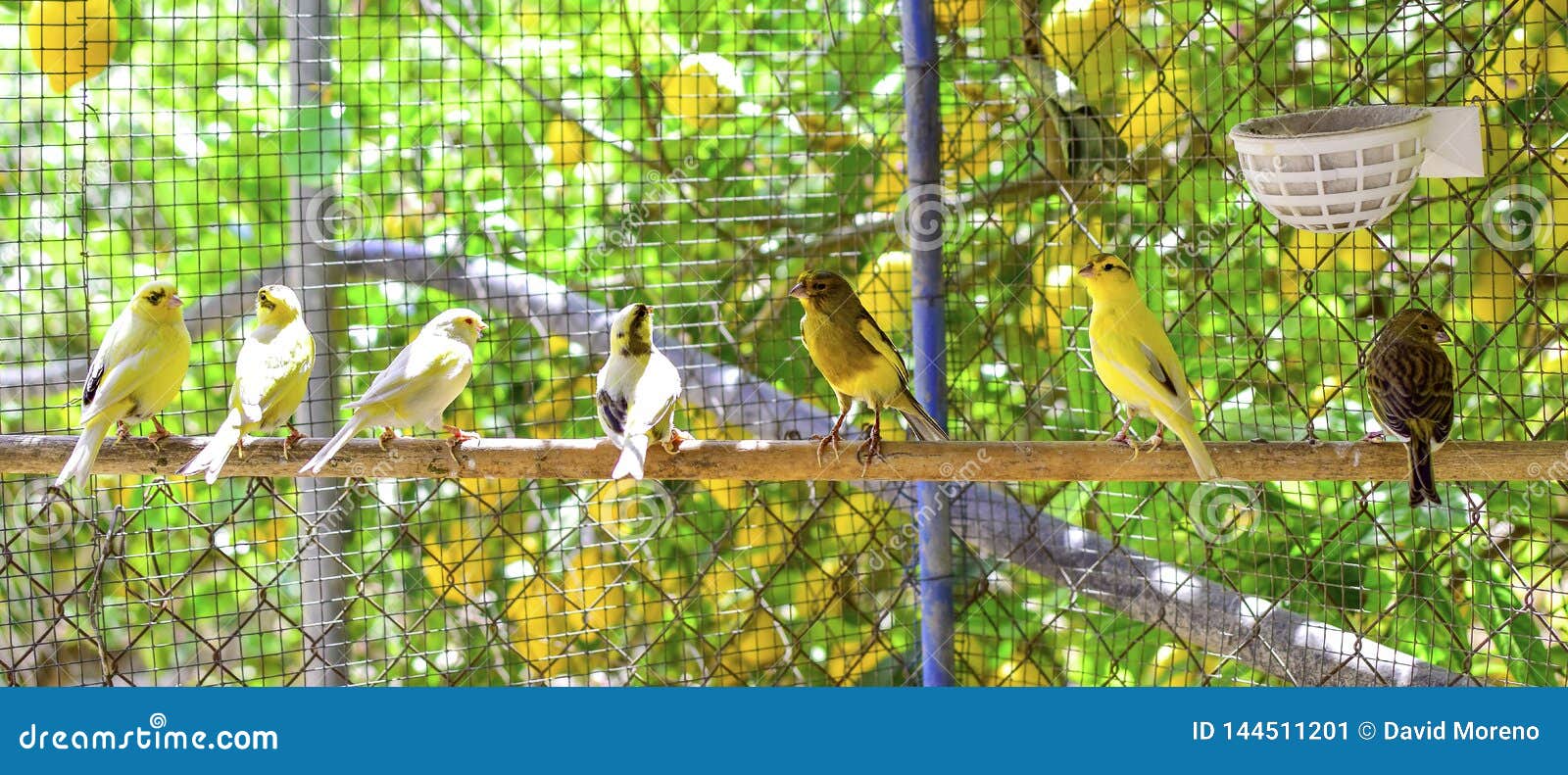Canary Birds Inside a Cage about To Take Flight Stock Image - Image of ...