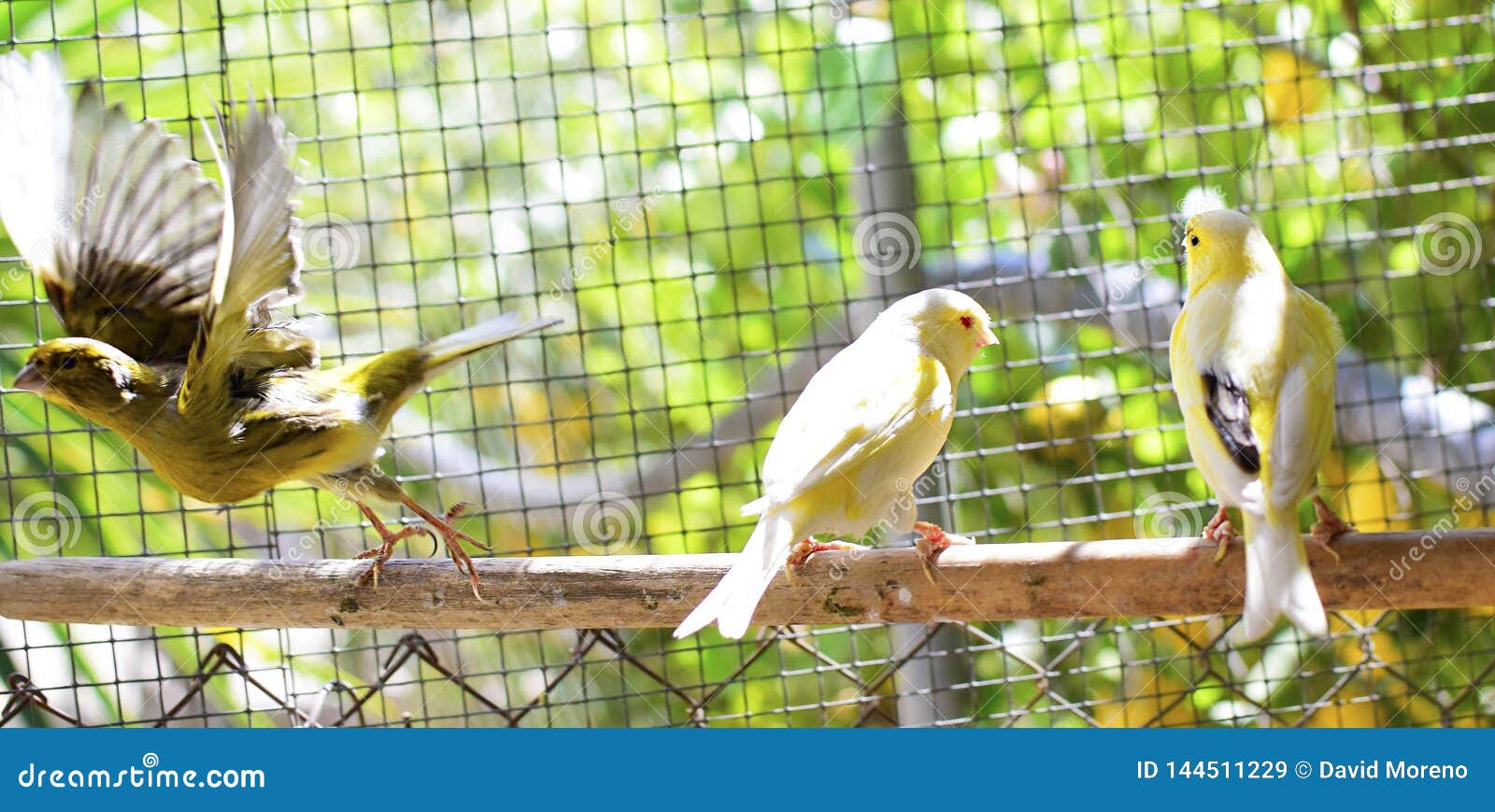 Canary Birds Inside a Cage about To Take Flight Stock Image - Image of ...