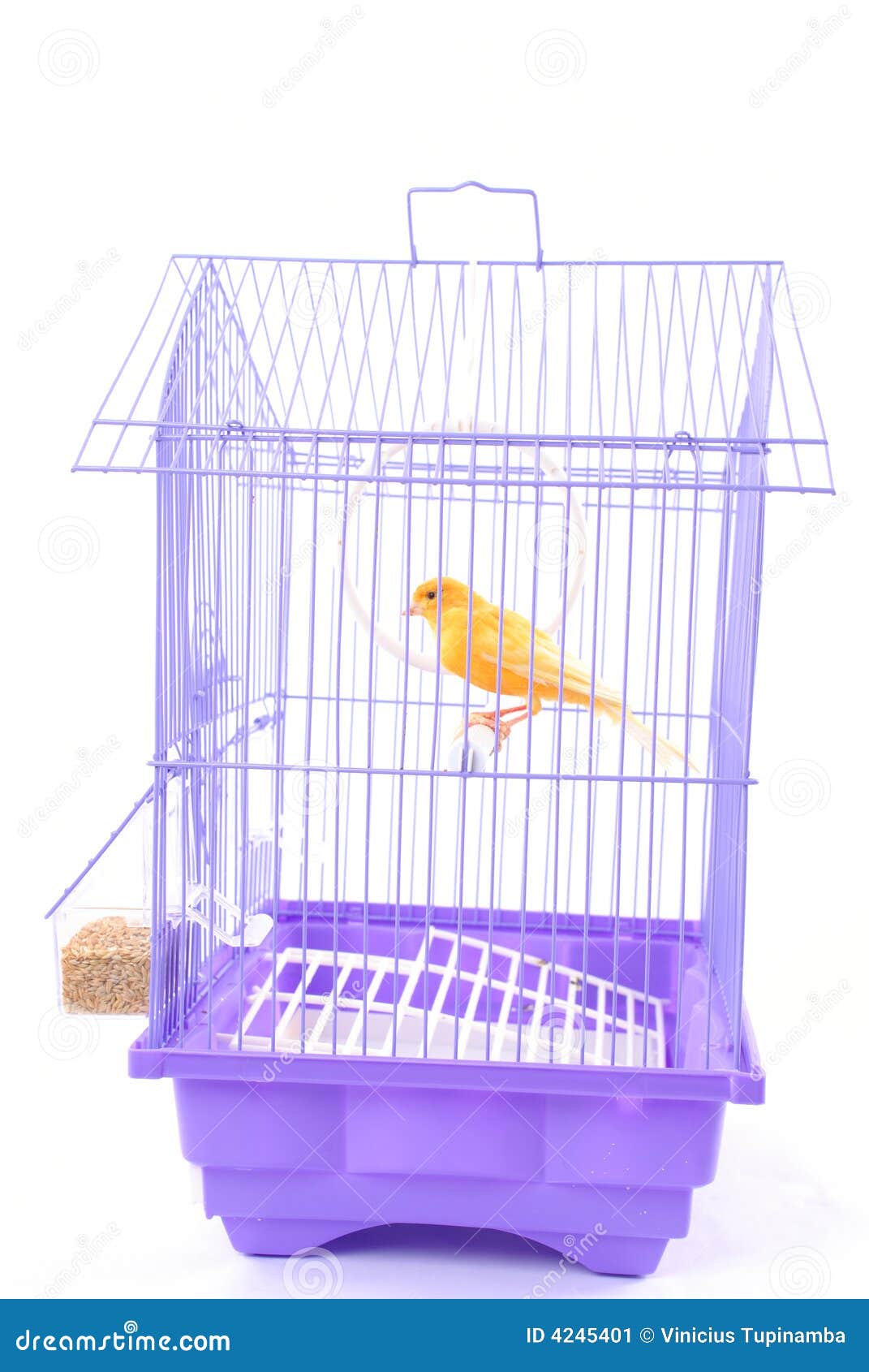 Canary in the Cage stock image. Image of fauna, purple - 4245401