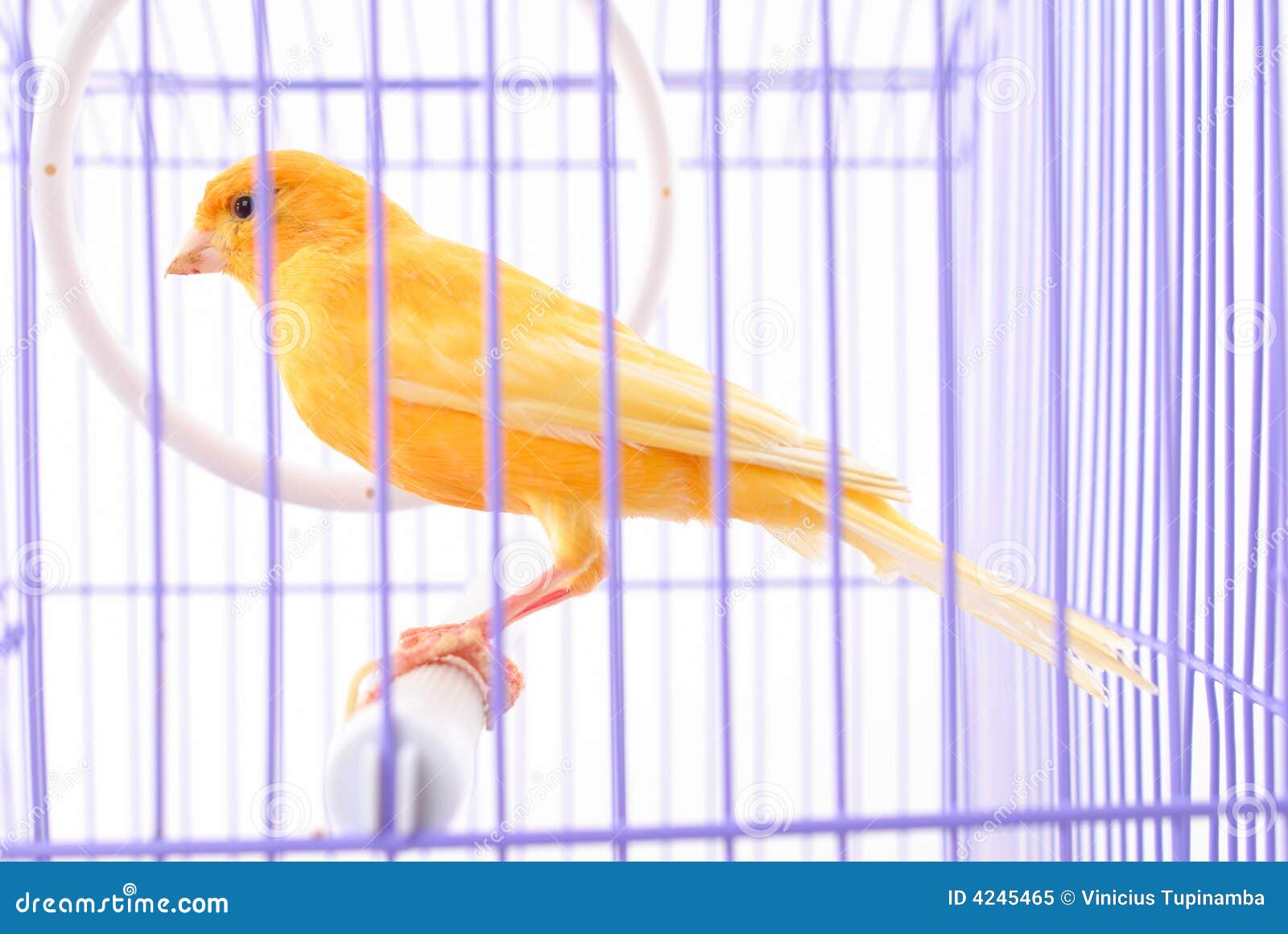 Canary in the cage stock image. Image of white, canary - 4245465