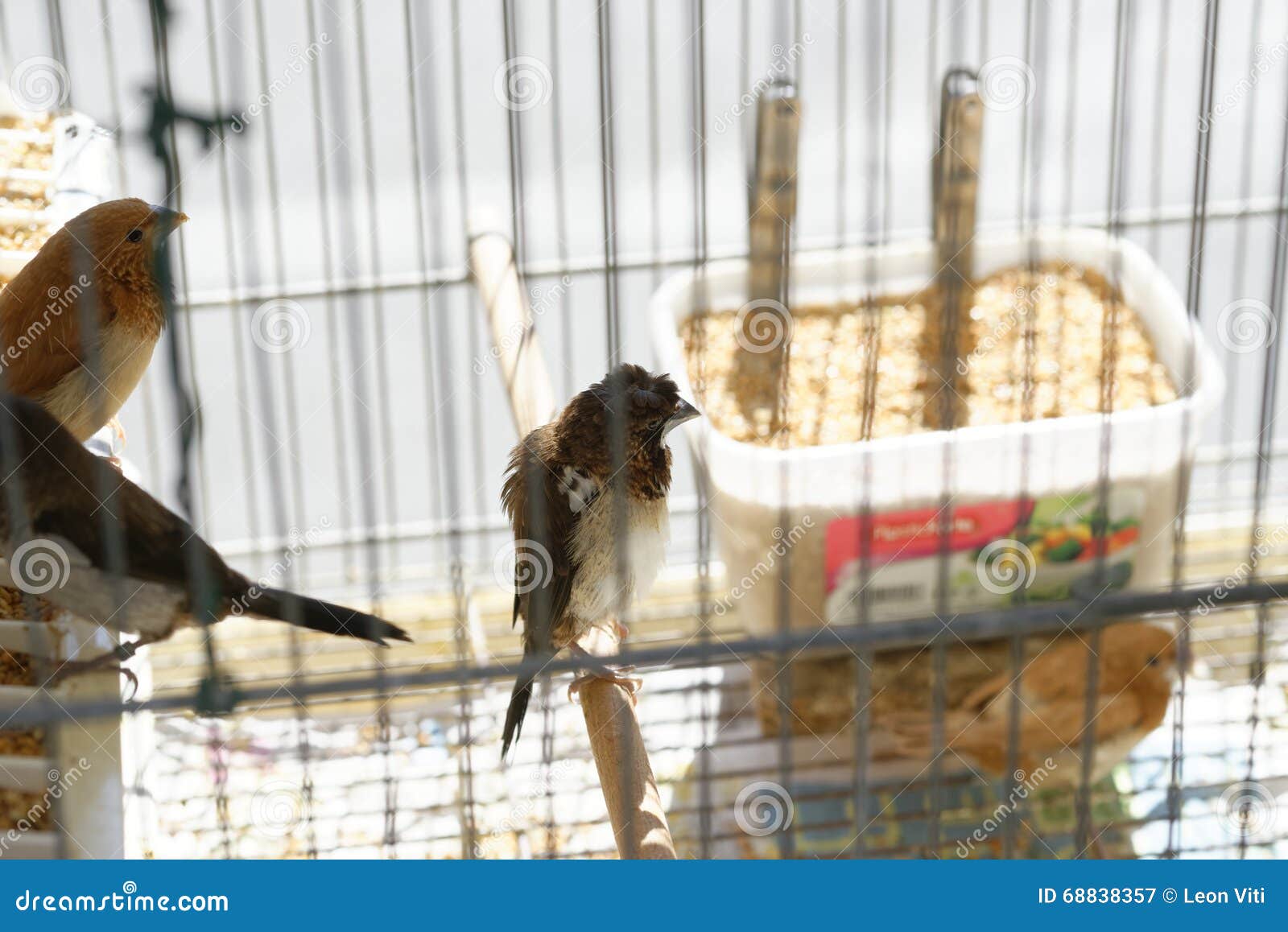 Canary in a cage stock image. Image of avian, beak, fauna - 68838357