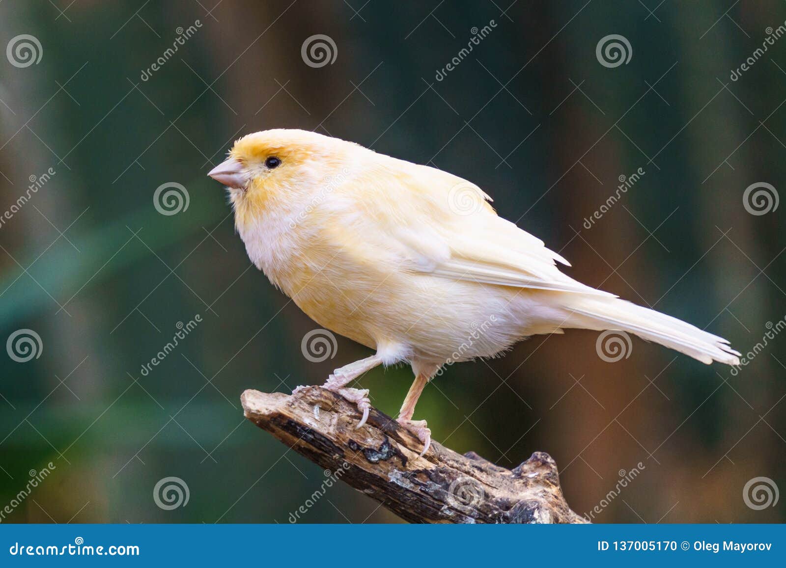 Canary Exotic Birds and Animals in Wildlife in Natural Setting Stock ...