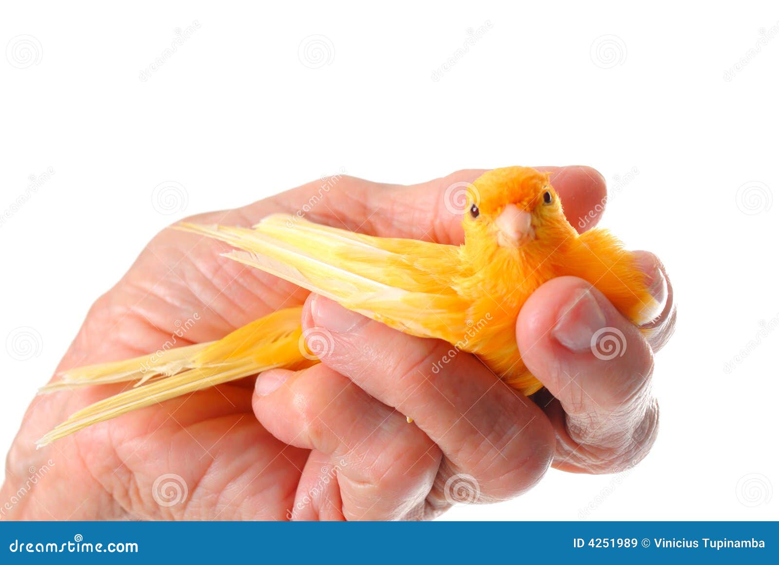 Canary in the Hand stock image. Image of senior, animal - 4251989