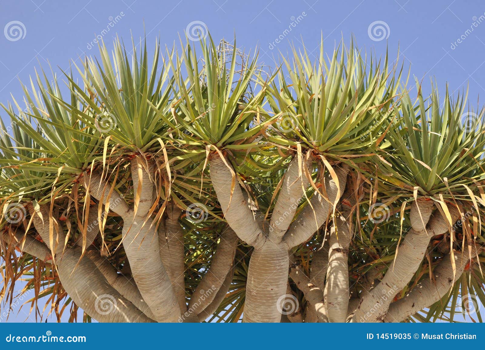 Canary Islands Dragon Tree stock image. Image of leaf - 14519035