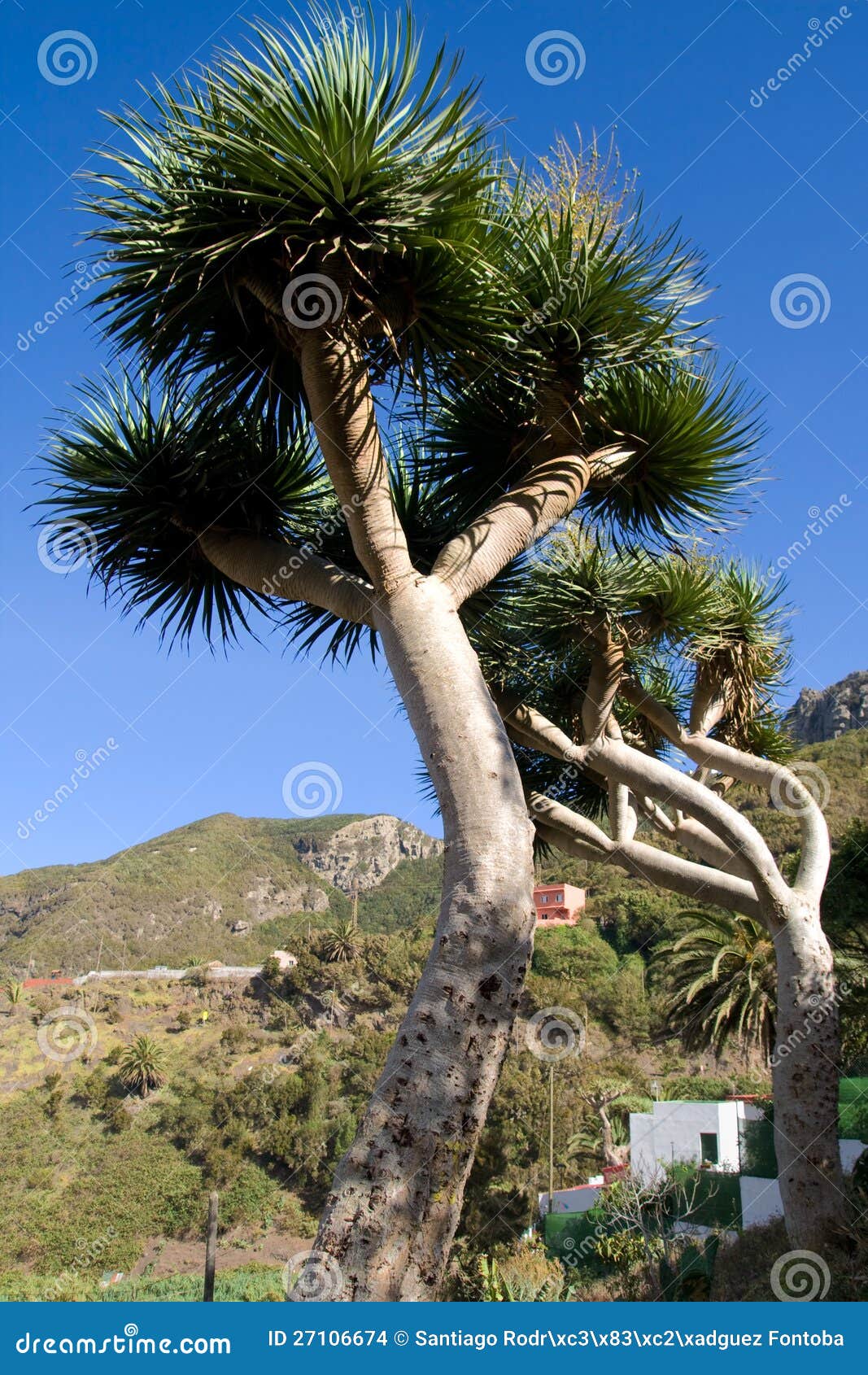 Canary Islands Dragon Trees Stock Photo - Image of dragon, subtropical ...