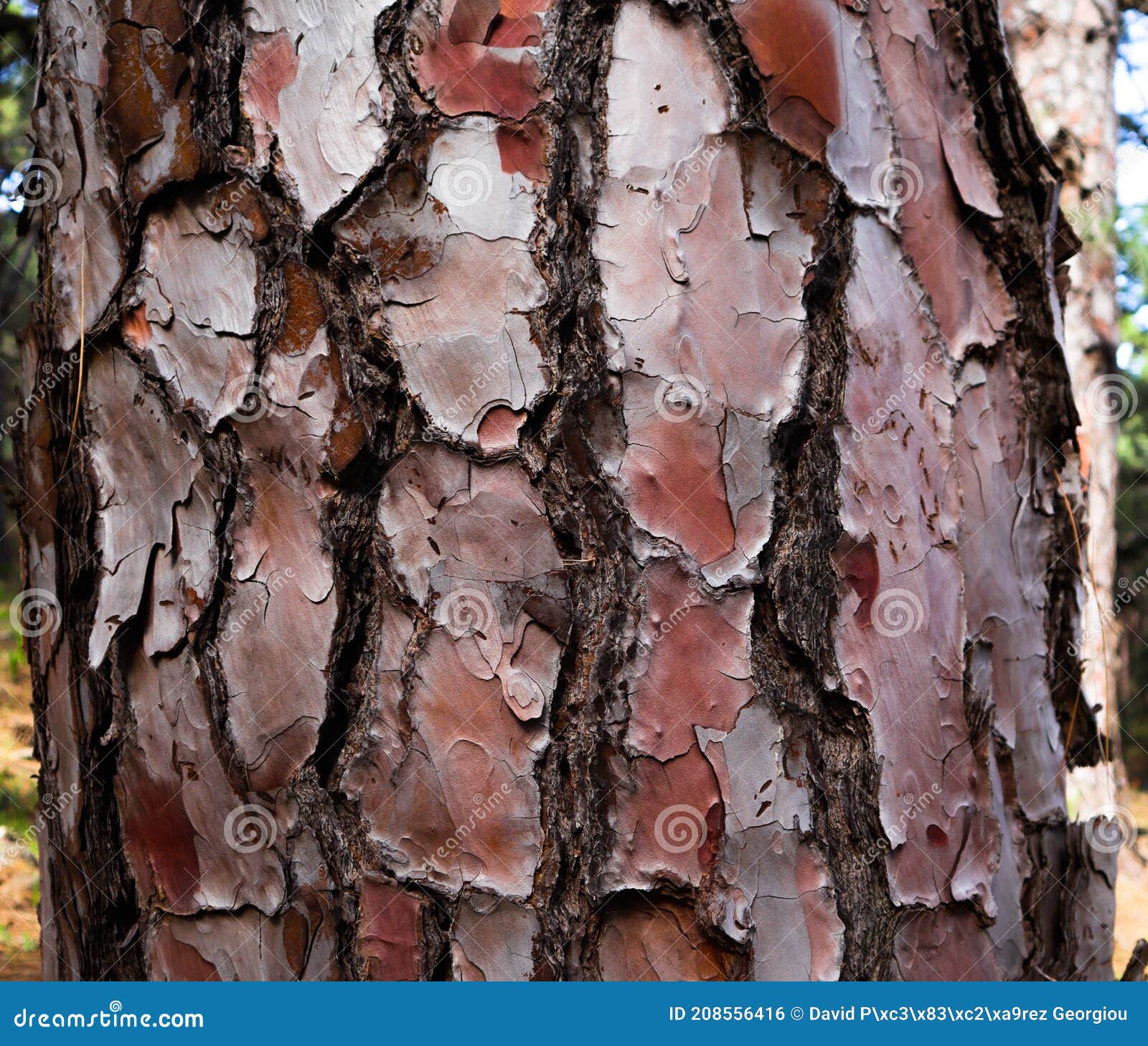 Pine Tree Shell from Canary Islands. Stock Photo - Image of corteza ...
