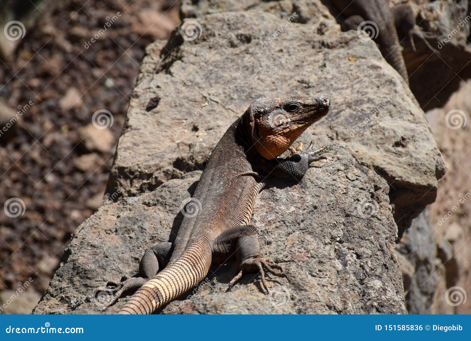 Canary Lizard Stock Photos - Download 428 Royalty Free Photos