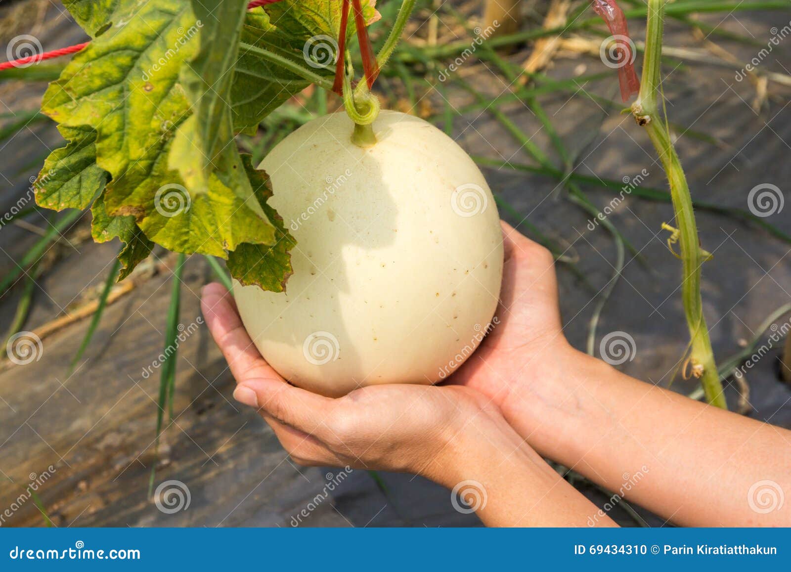Canary melon is in hand. stock photo. Image of leaf, farm - 69434310