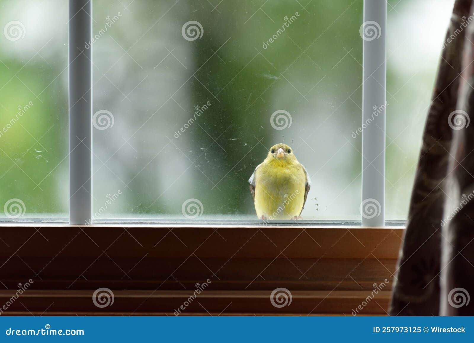 Canary Perched on Window Sill Stock Image - Image of sill, creature ...