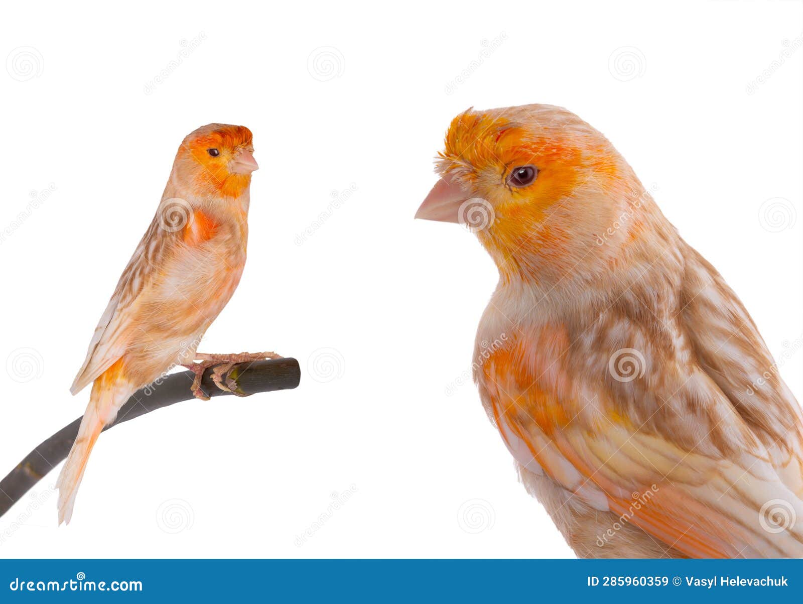 Canary Portrait Isolated on White Background Stock Image - Image of ...