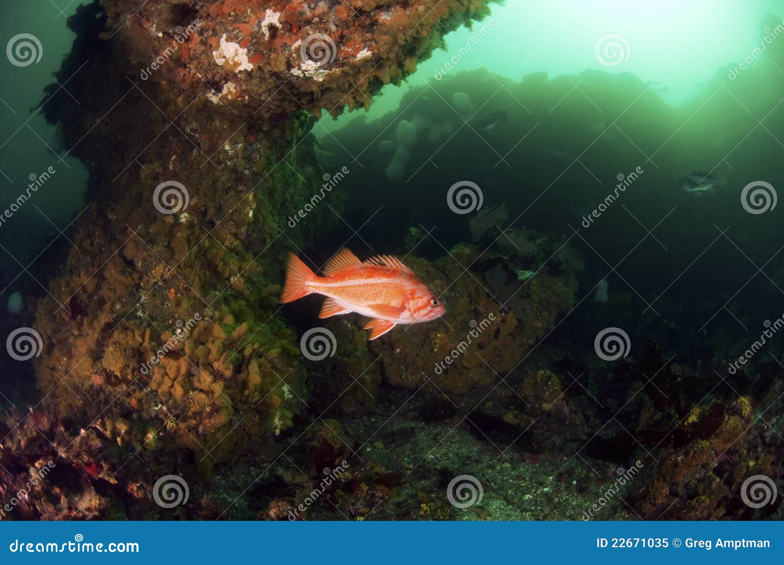 Canary Rock Fish stock image. Image of fish, world, animal - 22671035