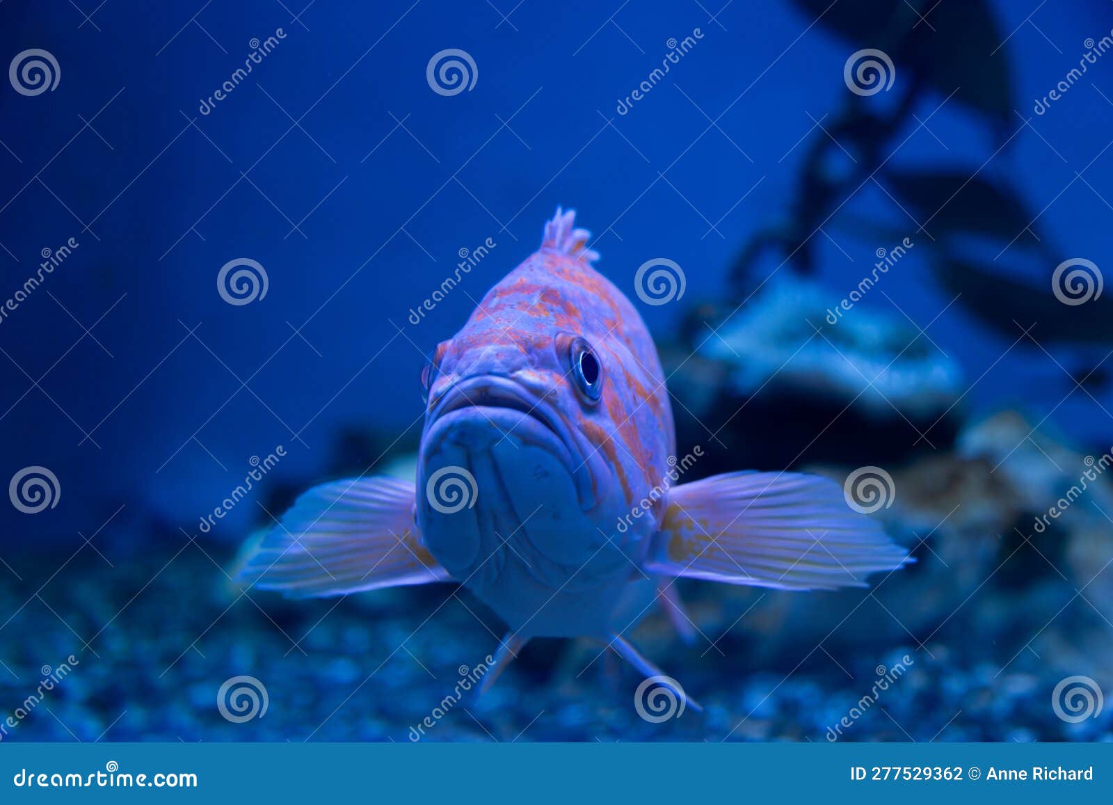 Canary Rockfish Looking through the Glass of Its Tank in Aquarium with ...