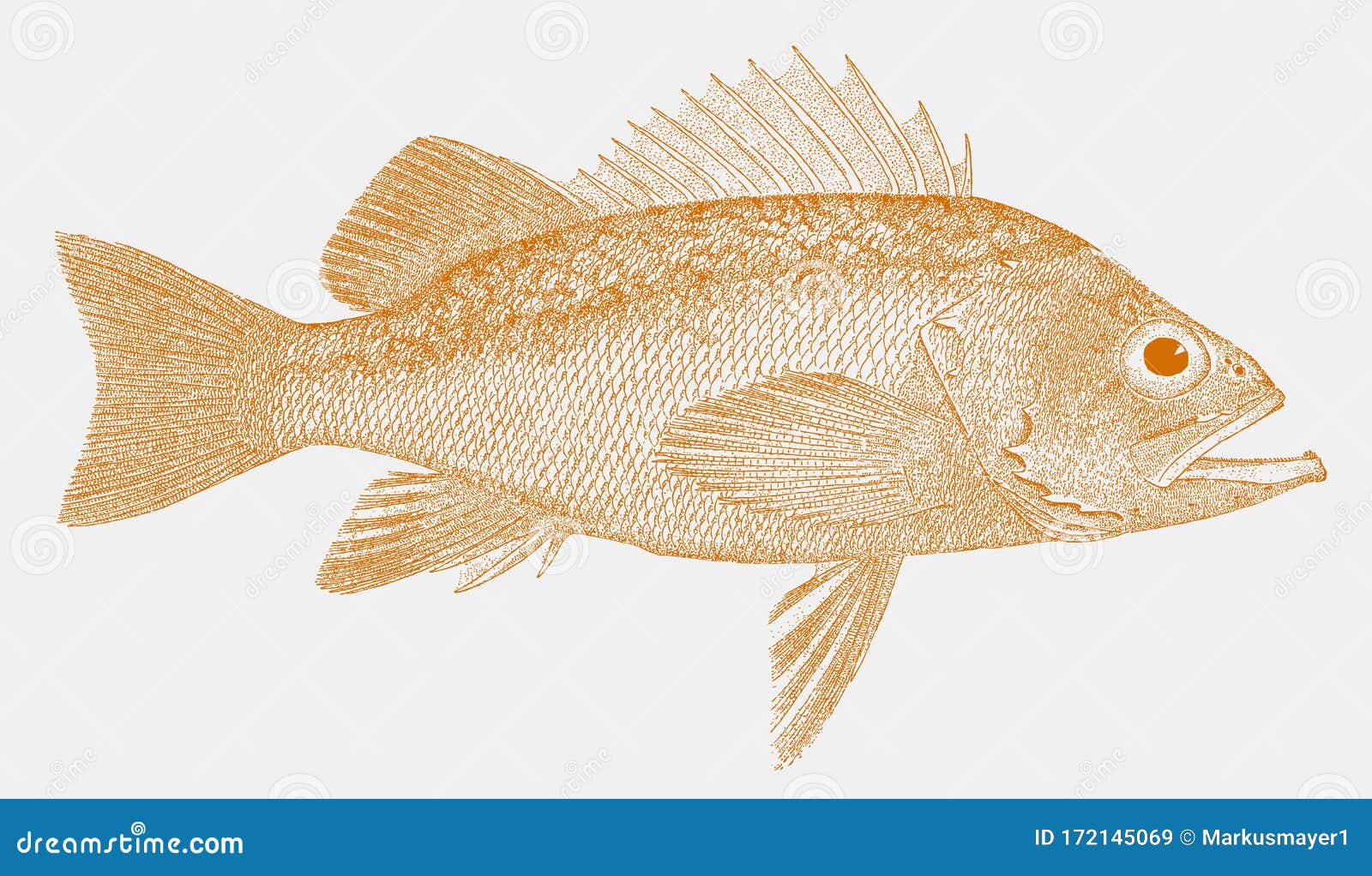 Canary Rockfish in Side View Stock Vector - Illustration of sebastes ...
