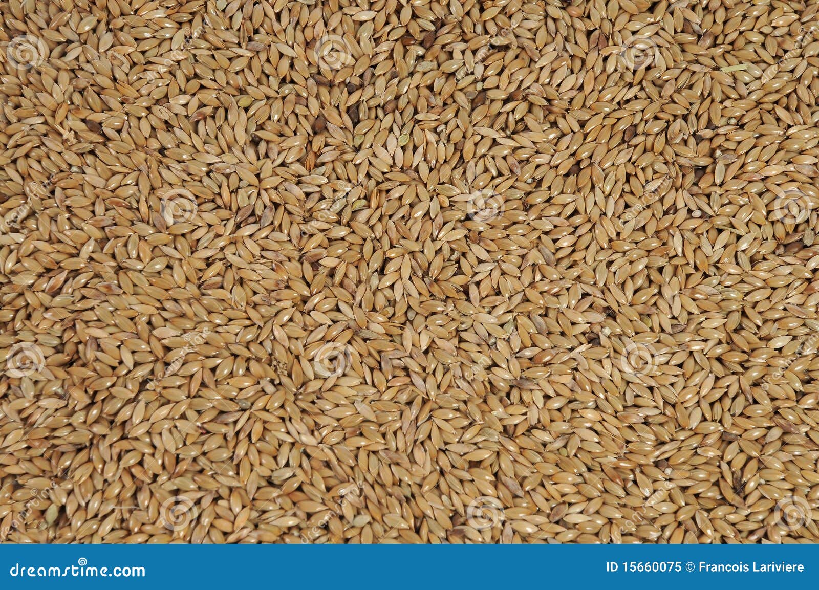 Canary seed stock image. Image of fodder, pile, nutriment - 15660075