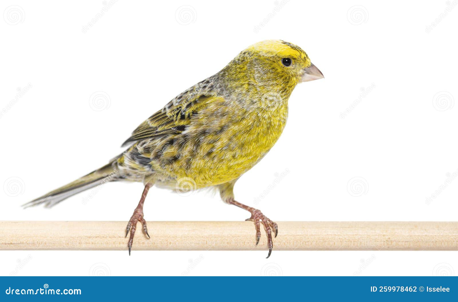 Canary Standing on a Wooden Perch - Lizzard Mutation - Isolated on ...