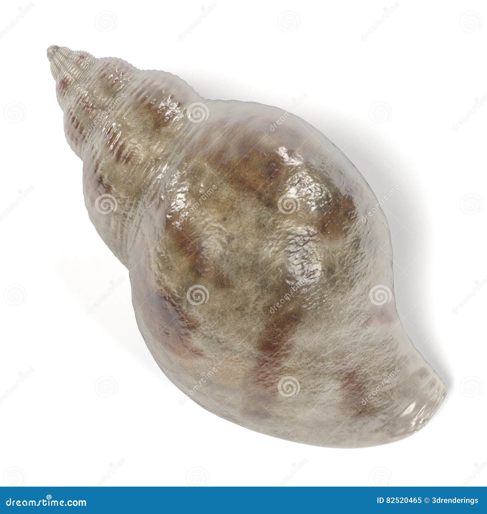 Cancellaria Reticulata Nutmeg Shell Stock Illustration - Illustration ...