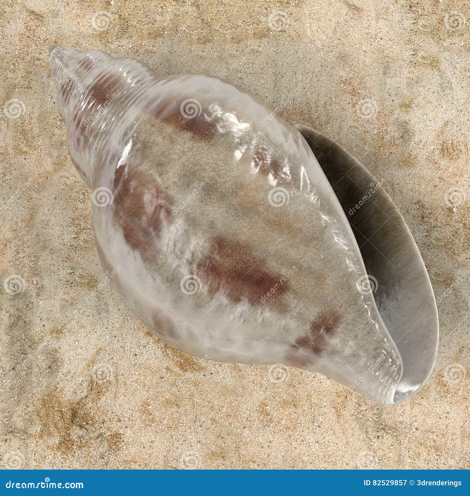 Cancellaria Reticulata Nutmeg Shell Stock Illustration - Illustration ...