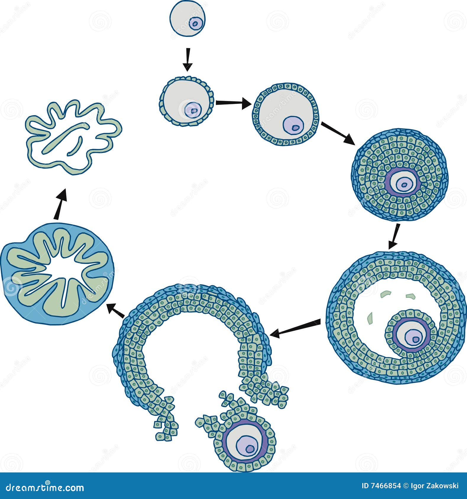 Follicular Cartoons, Illustrations & Vector Stock Images - 615 Pictures ...