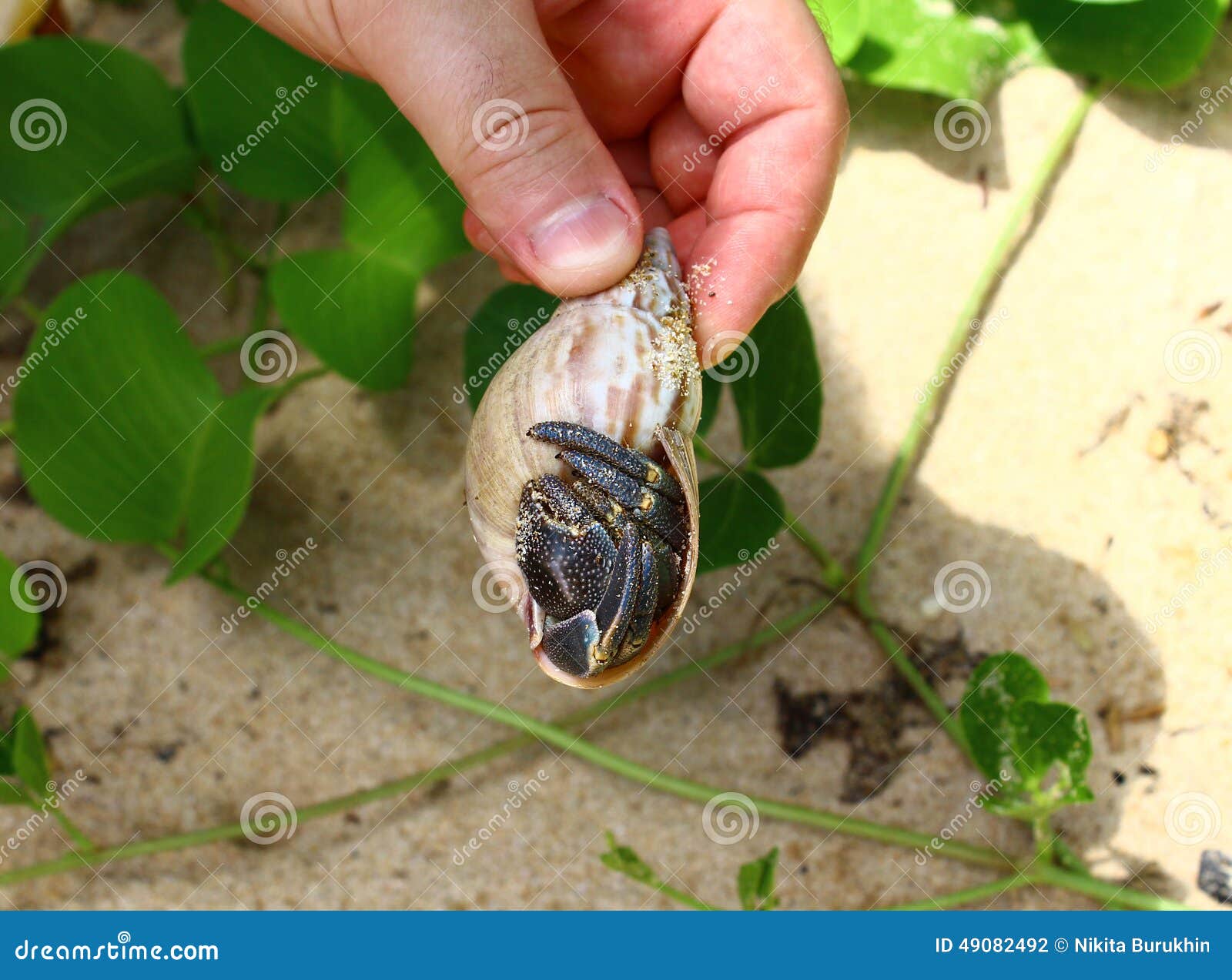 Cancer hermit in the shell stock photo. Image of close - 49082492