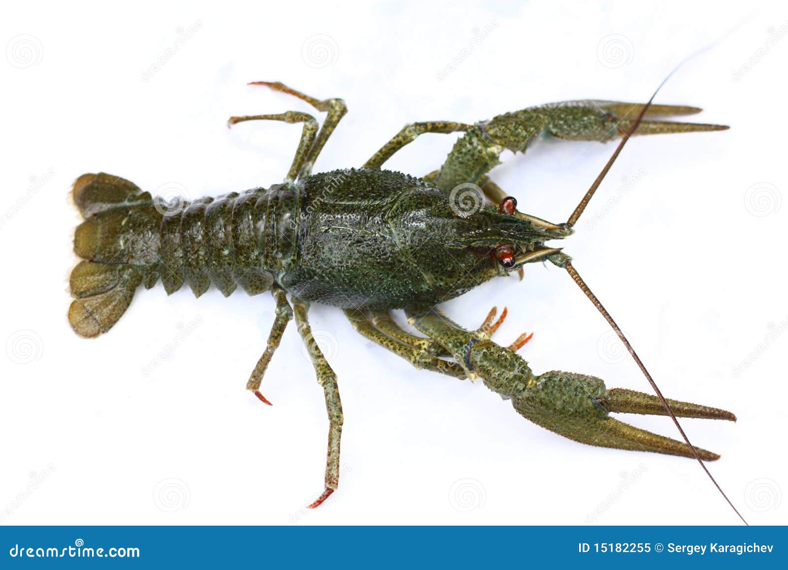 Cancer Live 2 Stock Photos - Free & Royalty-Free Stock Photos from ...