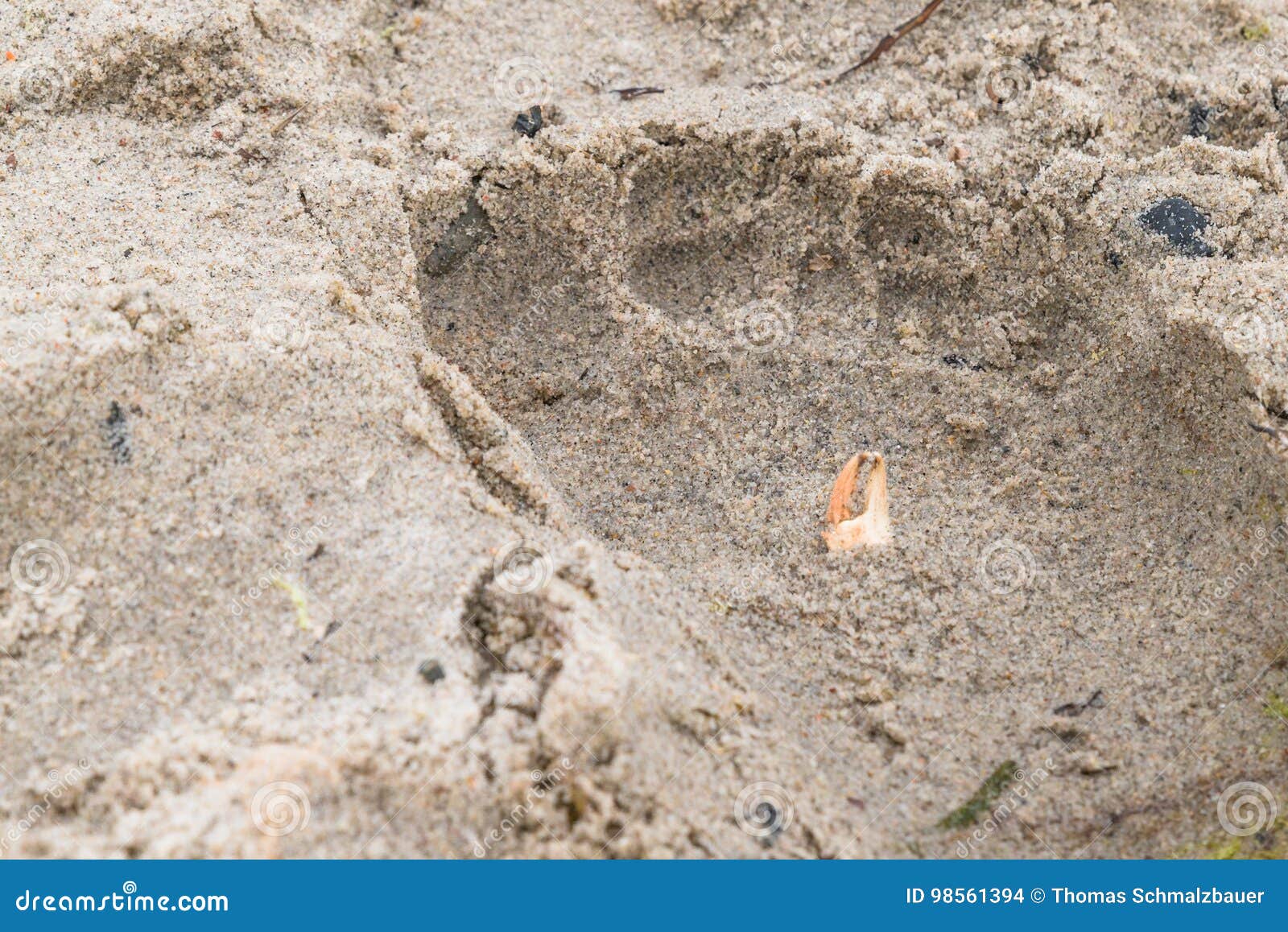 Cancer Scissors in the Sand Footprint of a Beach Stock Photo - Image of ...