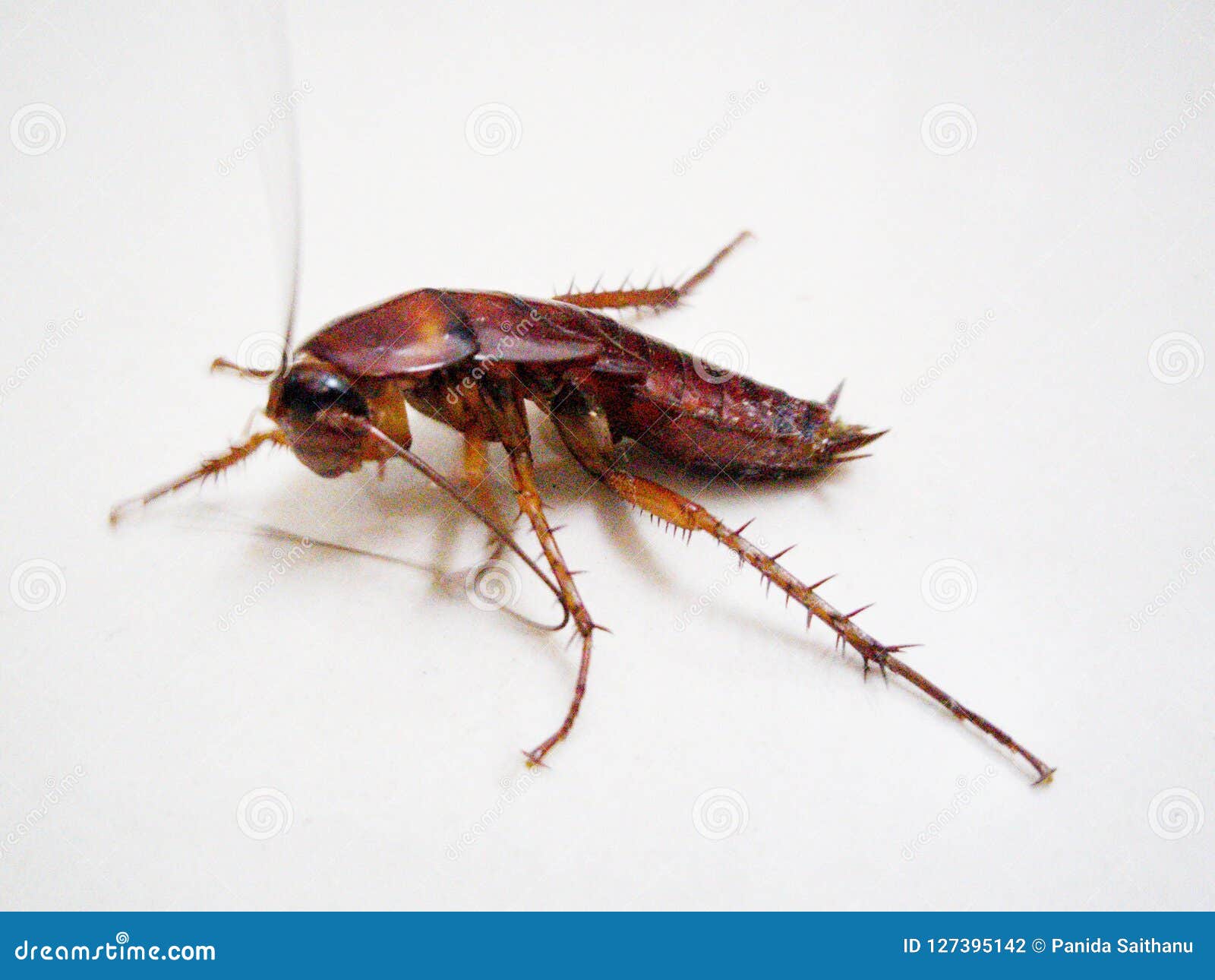 Cancrelat photo stock. Image du tête, insecte, blanc - 127395142