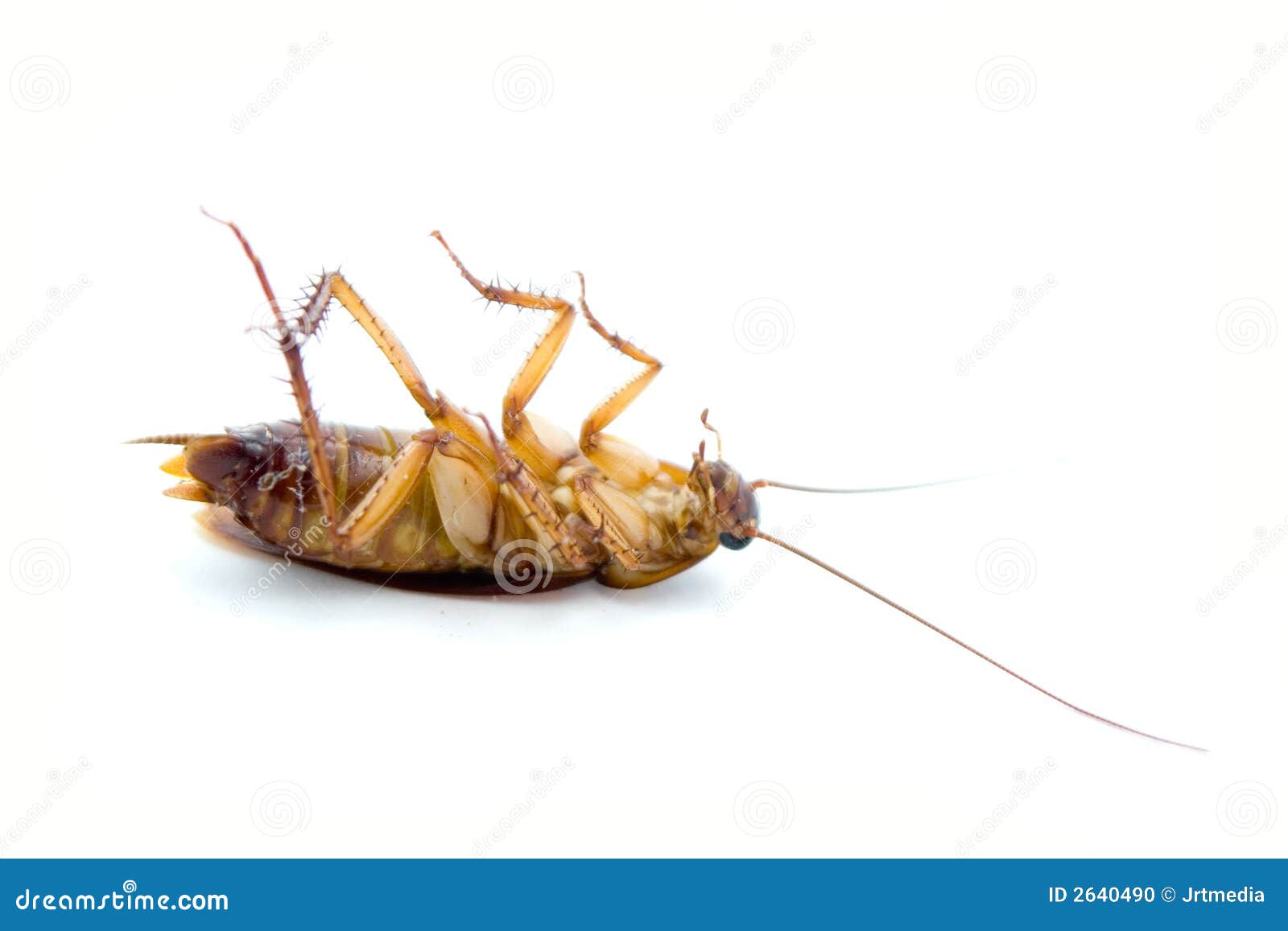 Cancrelat. photo stock. Image du blanc, créature, gardon - 2640490