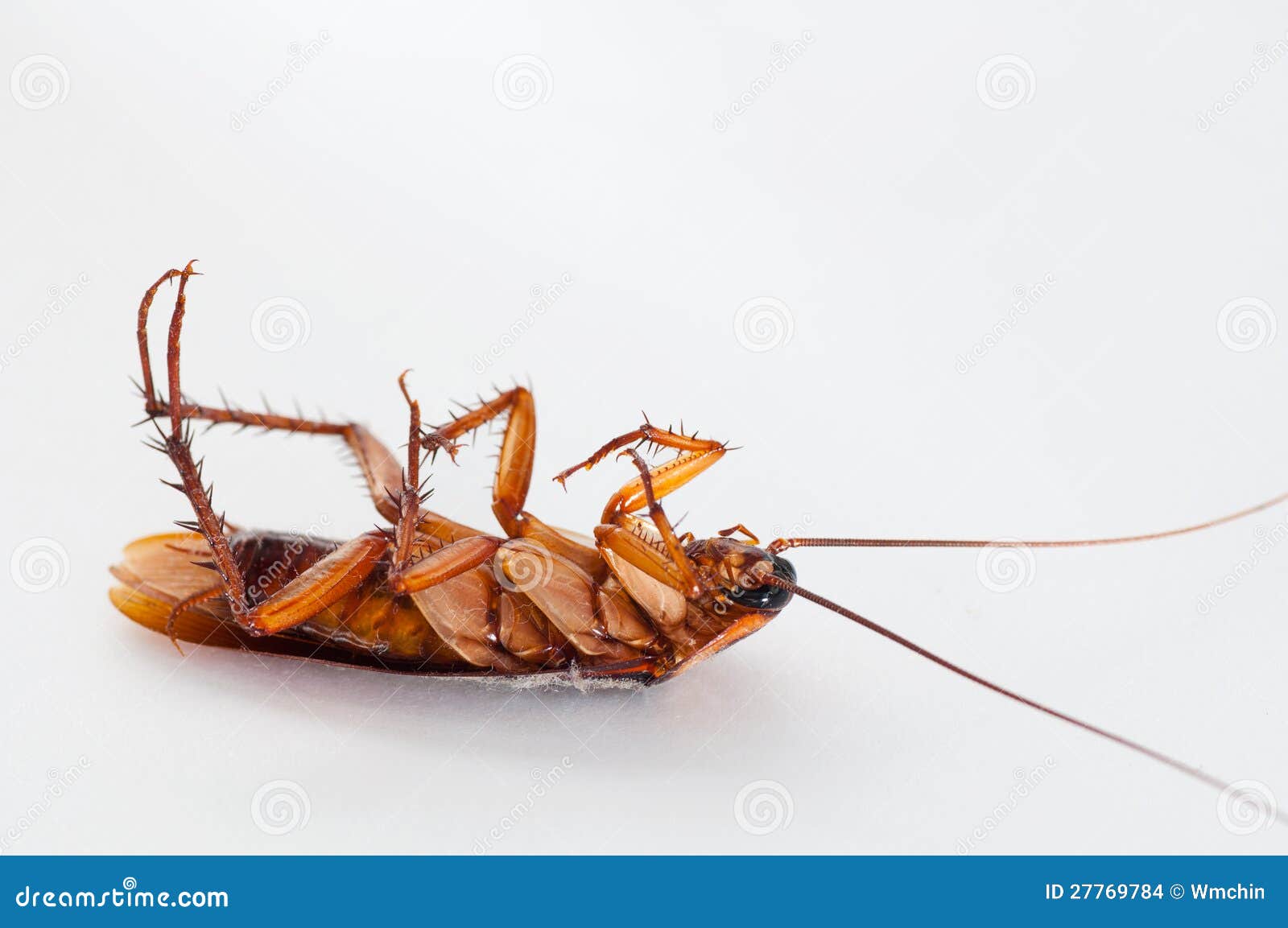 Cancrelat photo stock. Image du saleté, malsain, rampant - 27769784