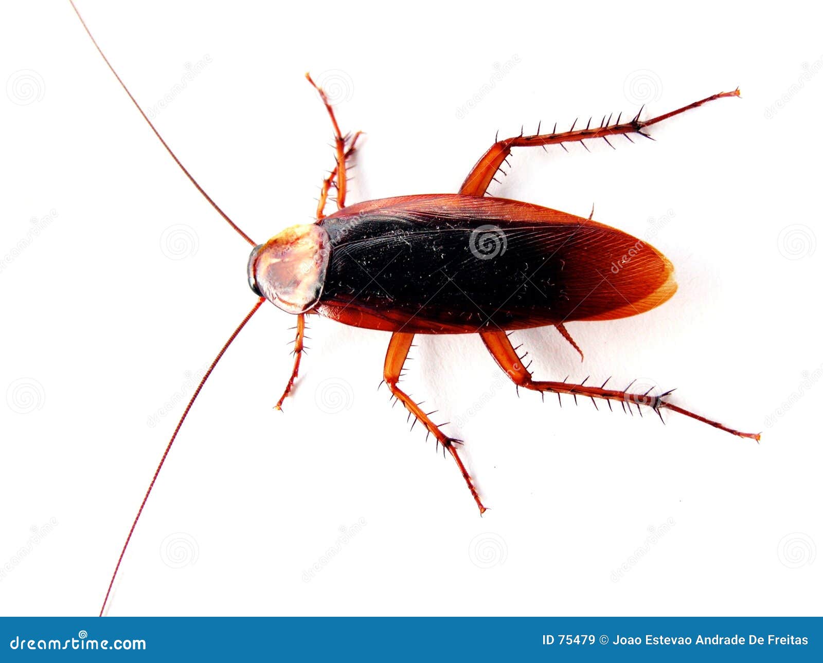 Cancrelat image stock. Image du détail, insectes, cancrelat - 75479