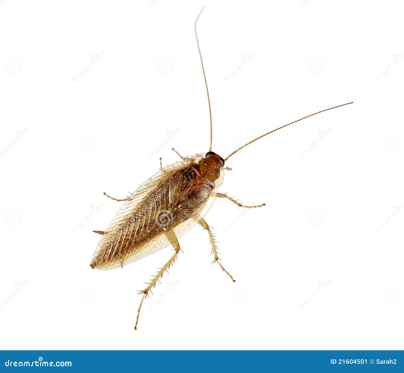 Cancrelat Au-dessus De Blanc - Germanica De Blatella Image stock ...