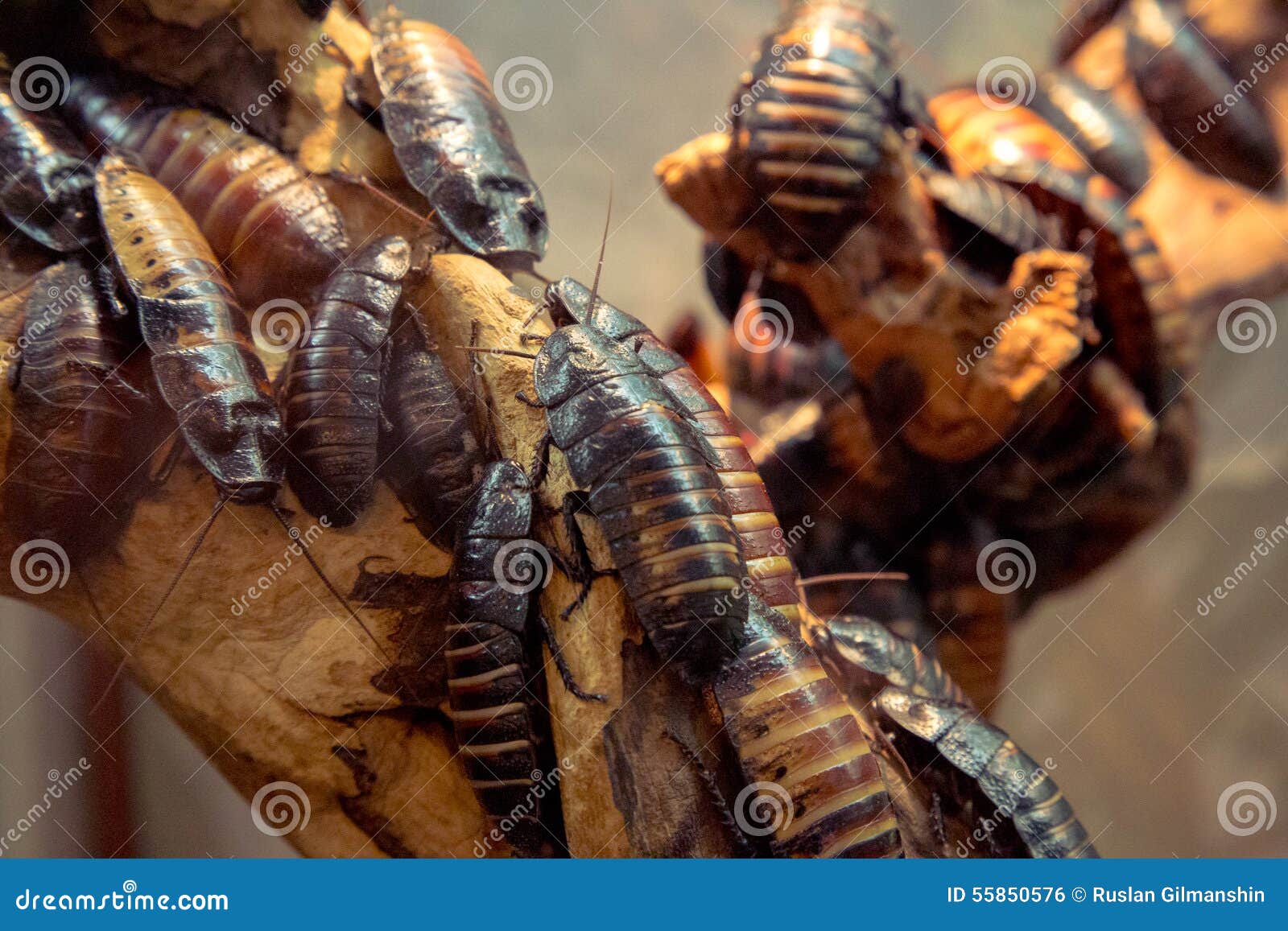 Cancrelat De Sifflement Du Madagascar Photo stock - Image du antenne ...