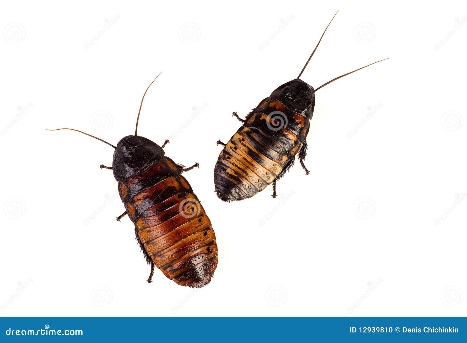 Cancrelats de Madagascan photo stock. Image du nourriture - 12939810