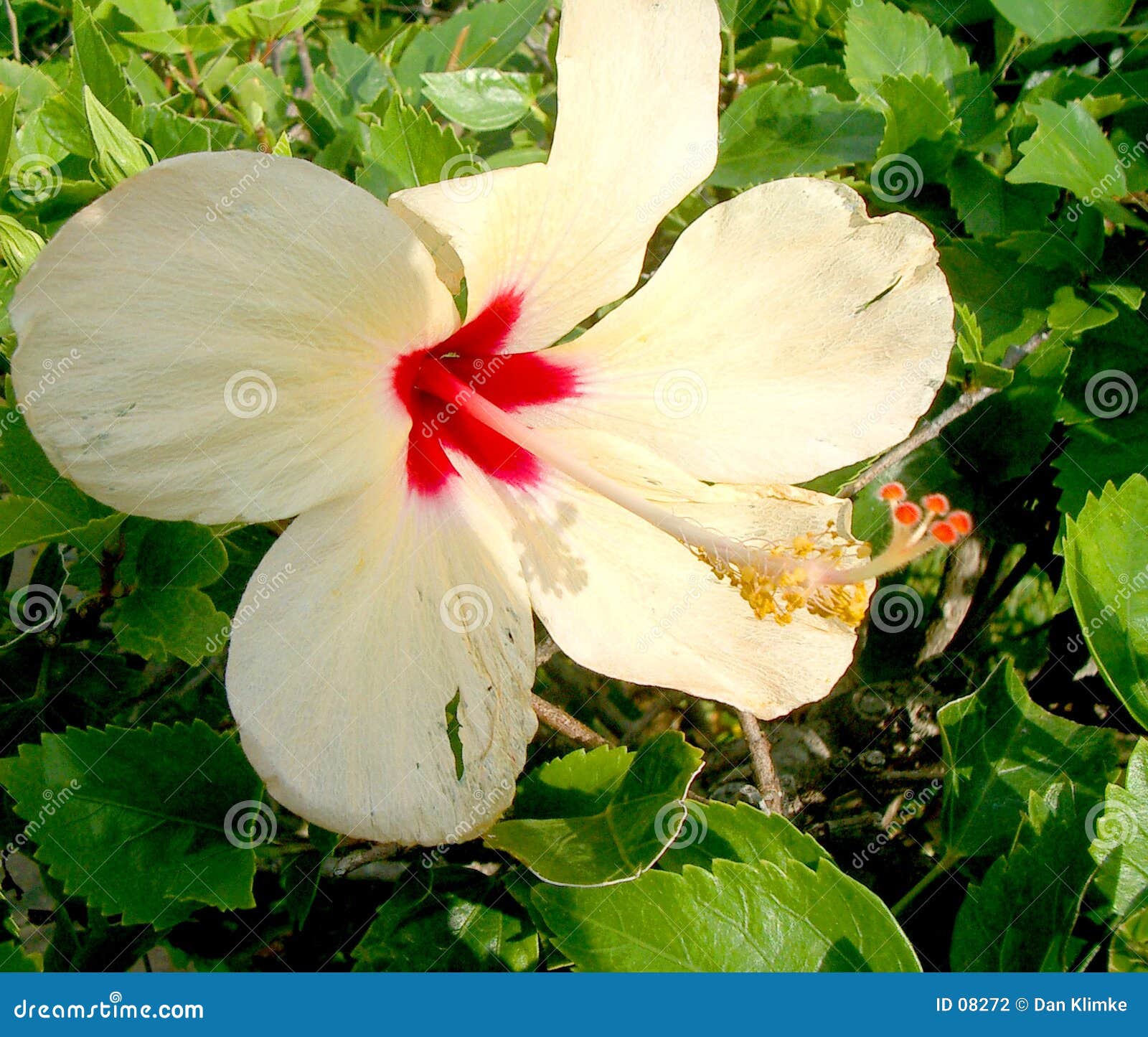 Cancun Lily stock photo. Image of cancun, lily, flower, backround - 8272