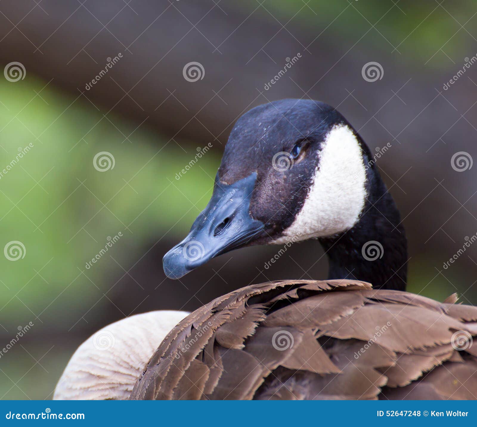 Canda Goose Profile stock photo. Image of honk, beak - 52647248
