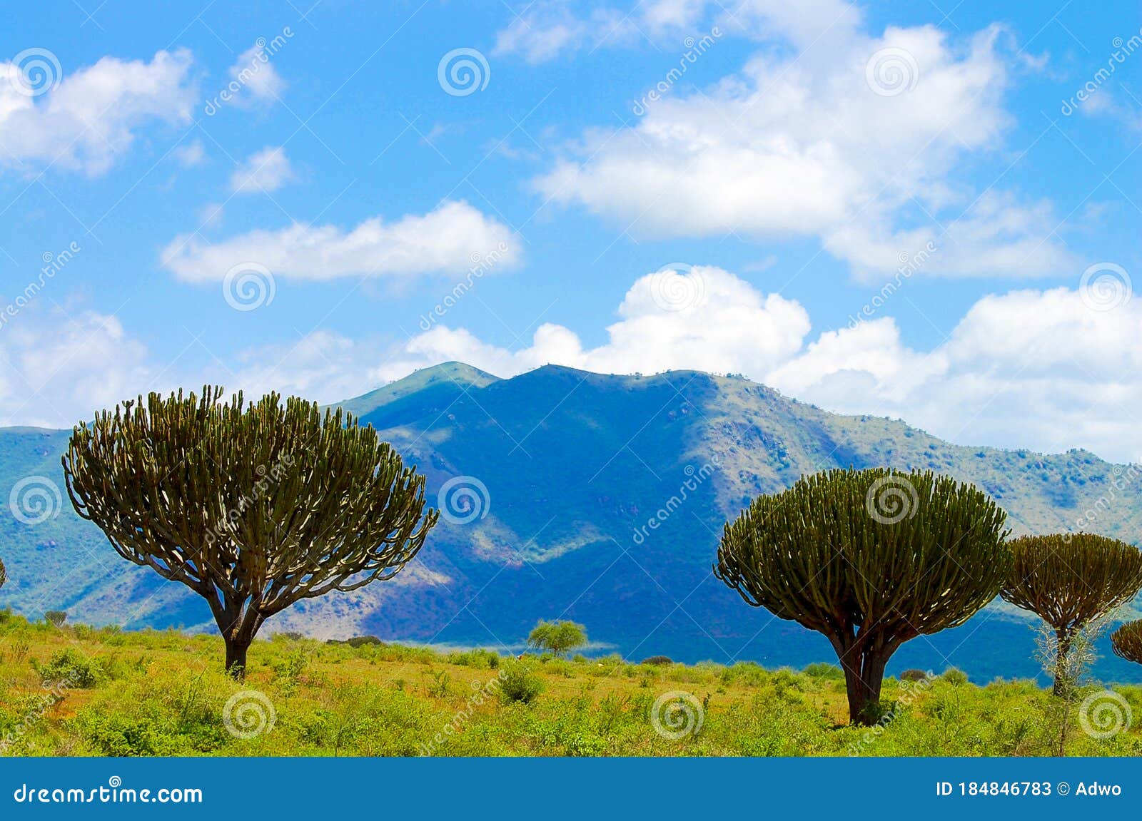 Candelabra Tree stock image. Image of candelabrum, travel - 184846783