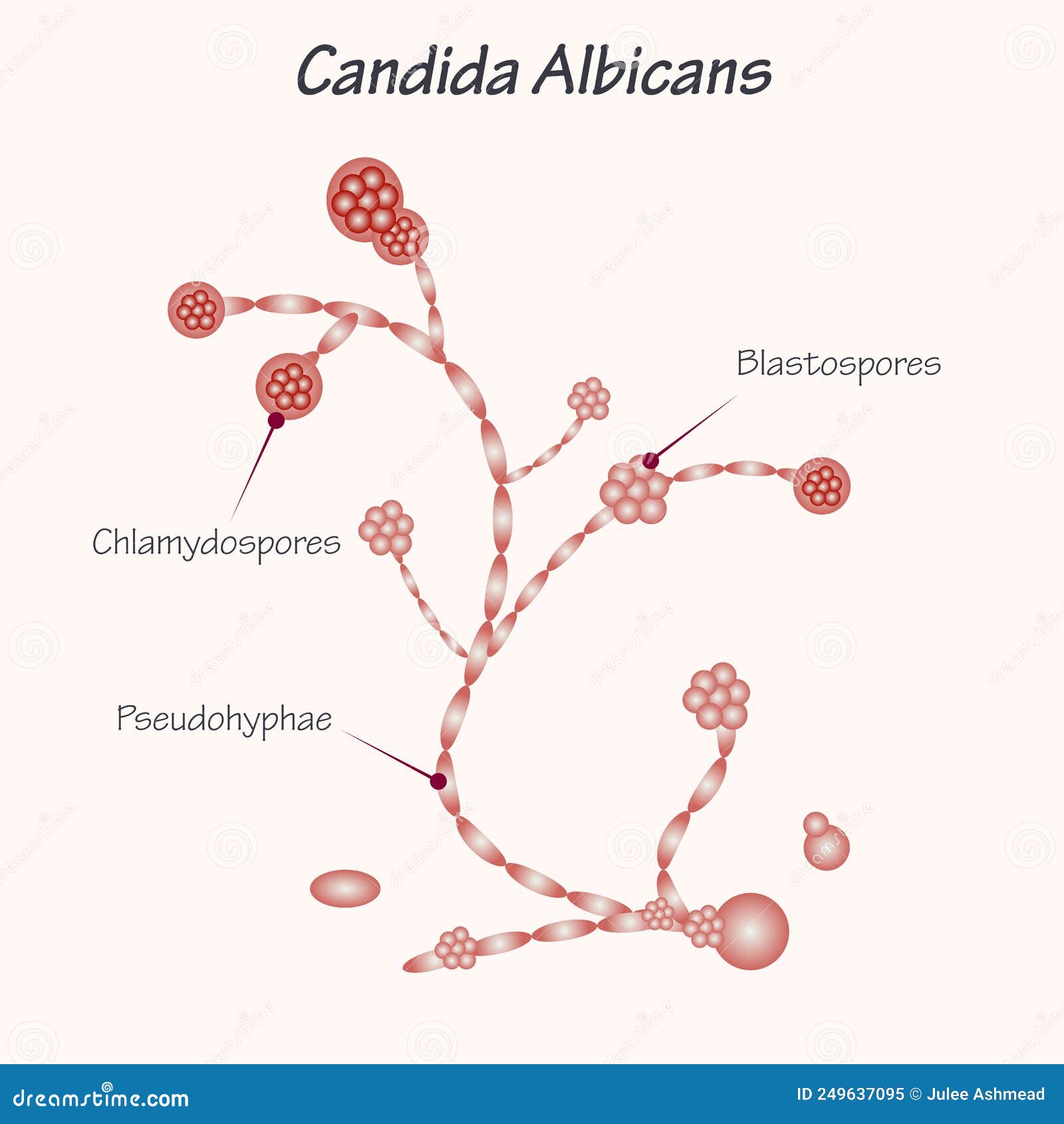 Candida Albicans Vector Diagram Stock Vector - Illustration of ...