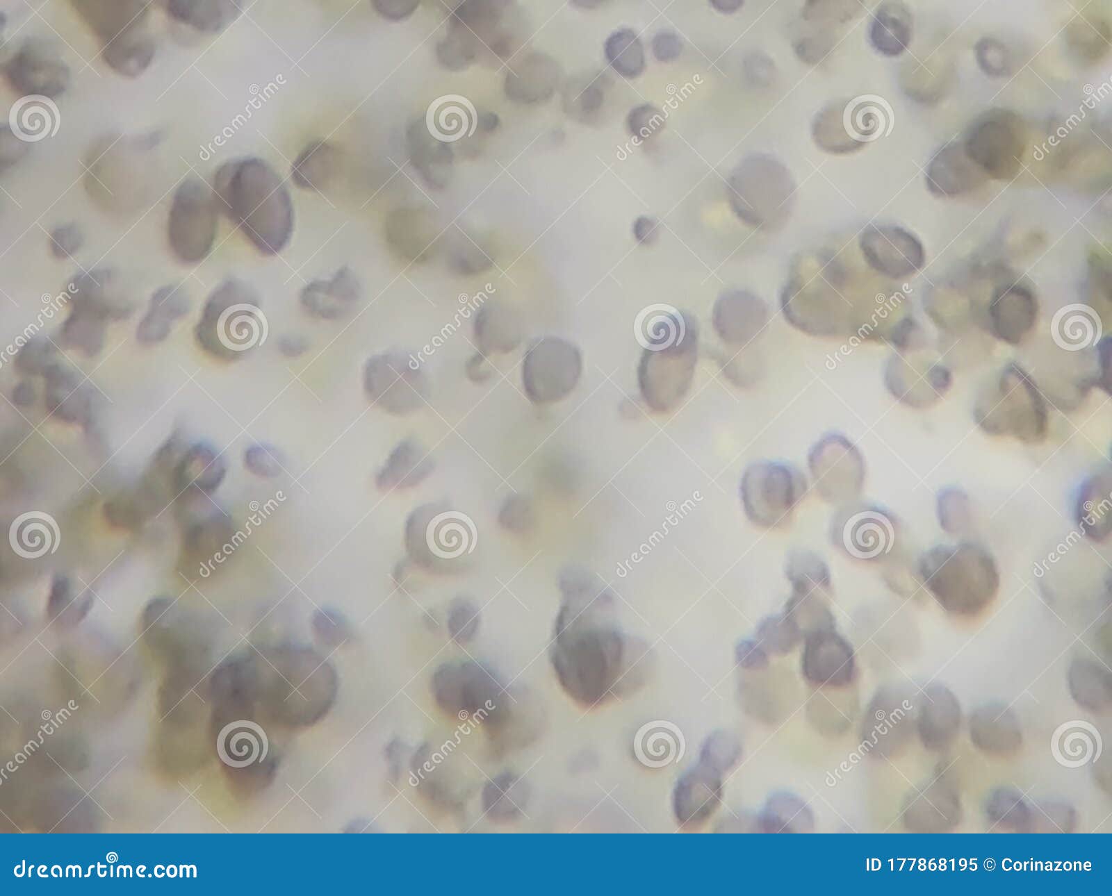 Candidiasis Microscope