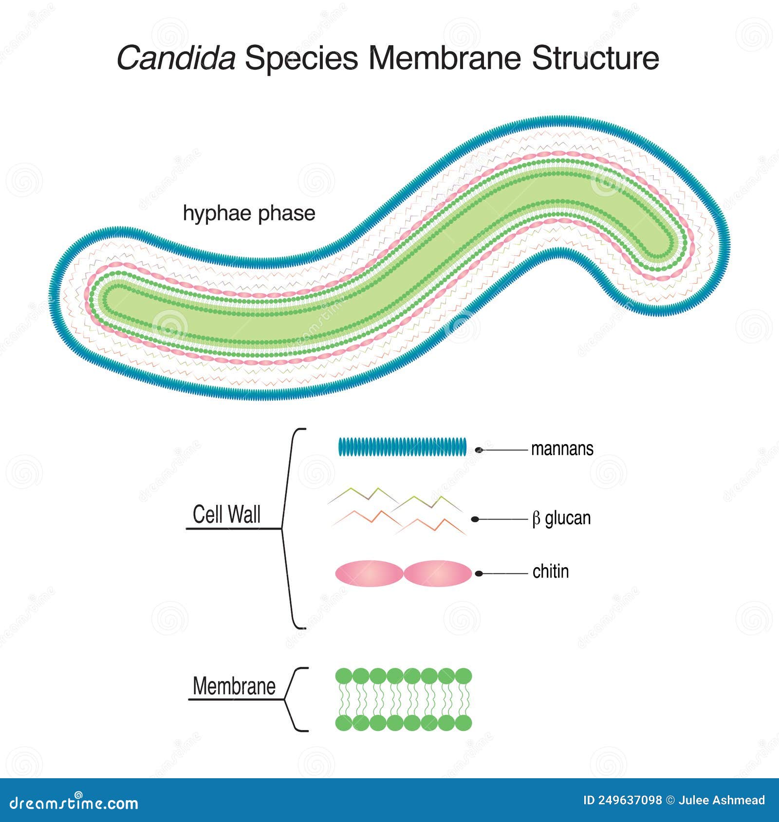 Structure Of Candida Albicans. Infographics. Vector Illustration On ...