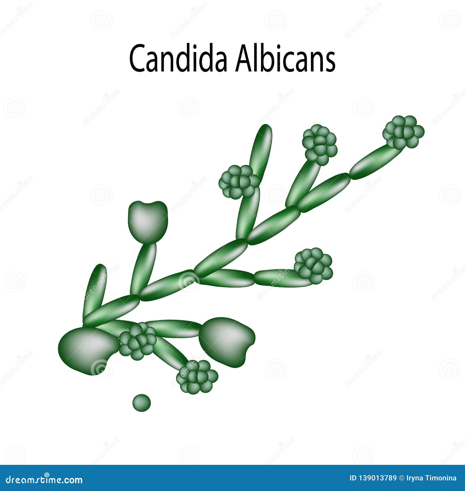 Candida Structure. Infographics. Vector Illustration on Isolated ...
