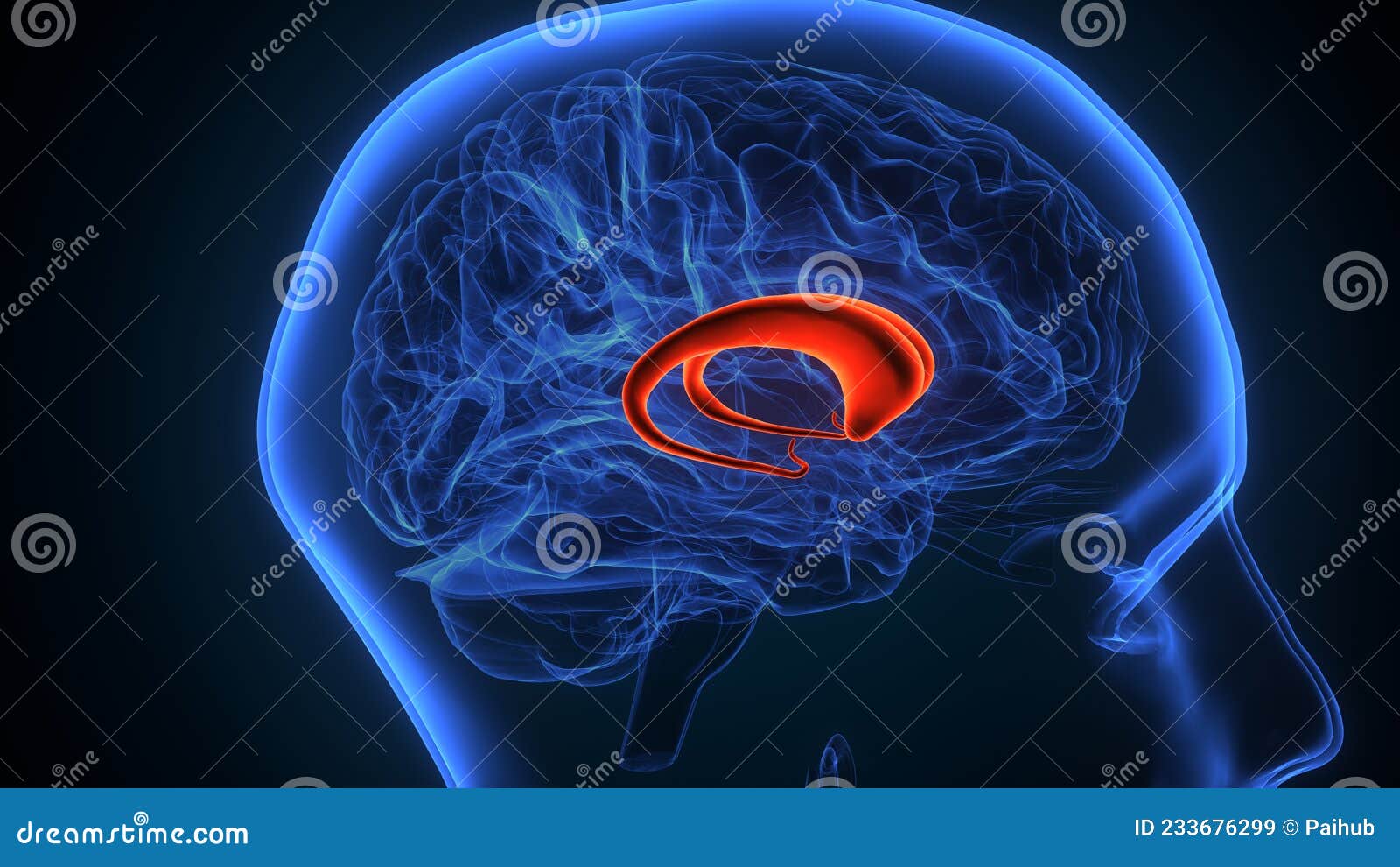 3d Illustration of Human Brain Caudate Nucleus Anatomy. Stock ...
