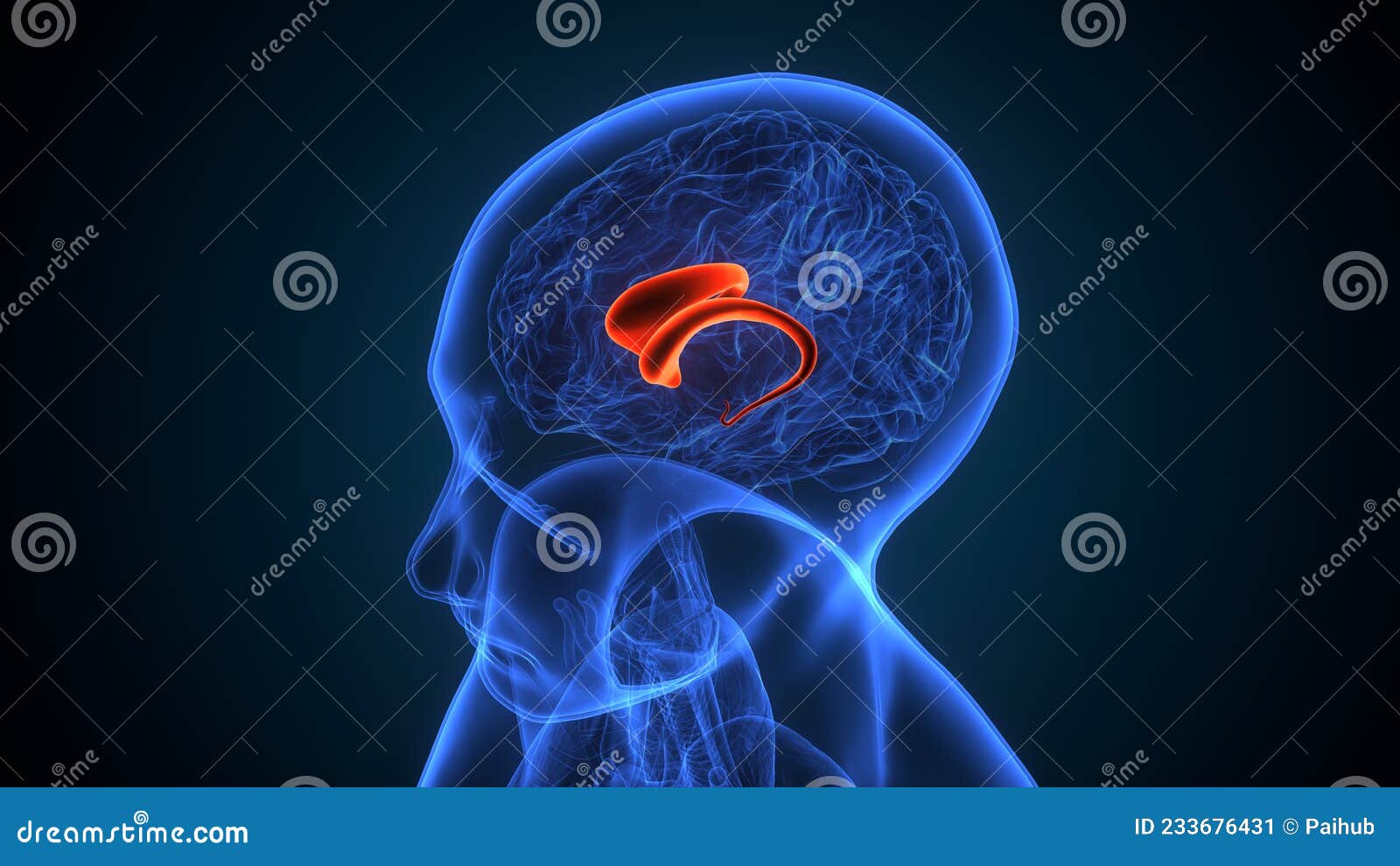 3d Illustration of Human Brain Caudate Nucleus Anatomy. Stock ...