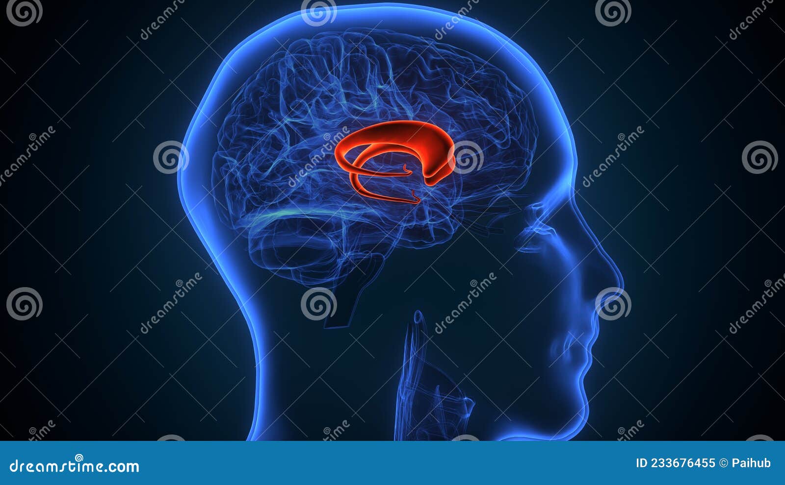 3d Illustration of Human Brain Caudate Nucleus Anatomy. Stock ...