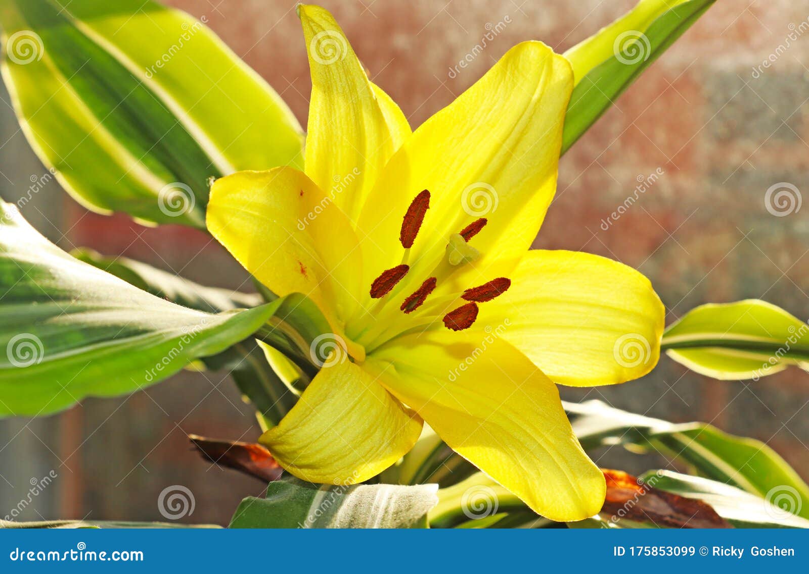 Candidez de litio amarillo imagen de archivo. Imagen de flor - 175853099