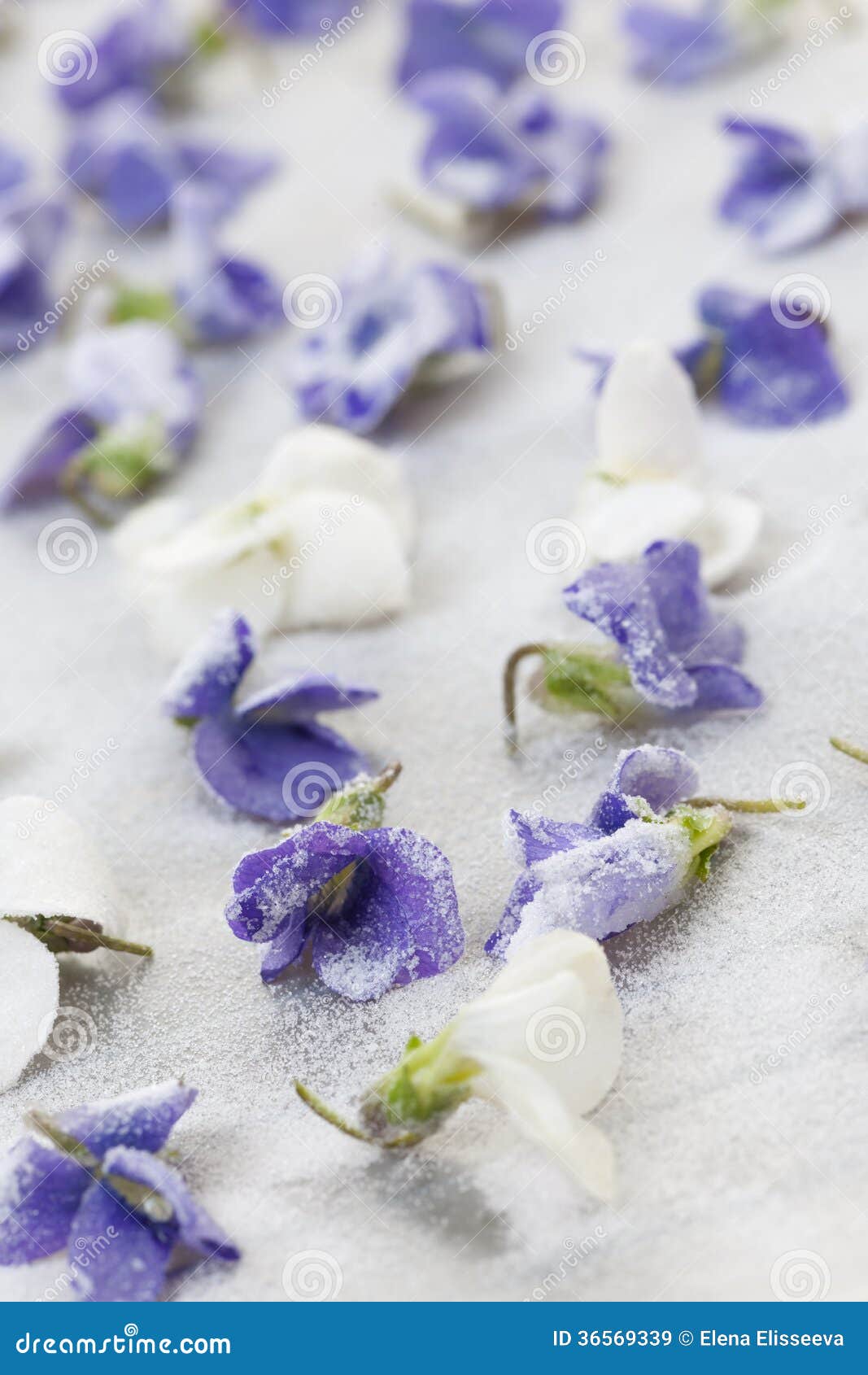 Candied violets stock image. Image of desserts, organic - 36569339