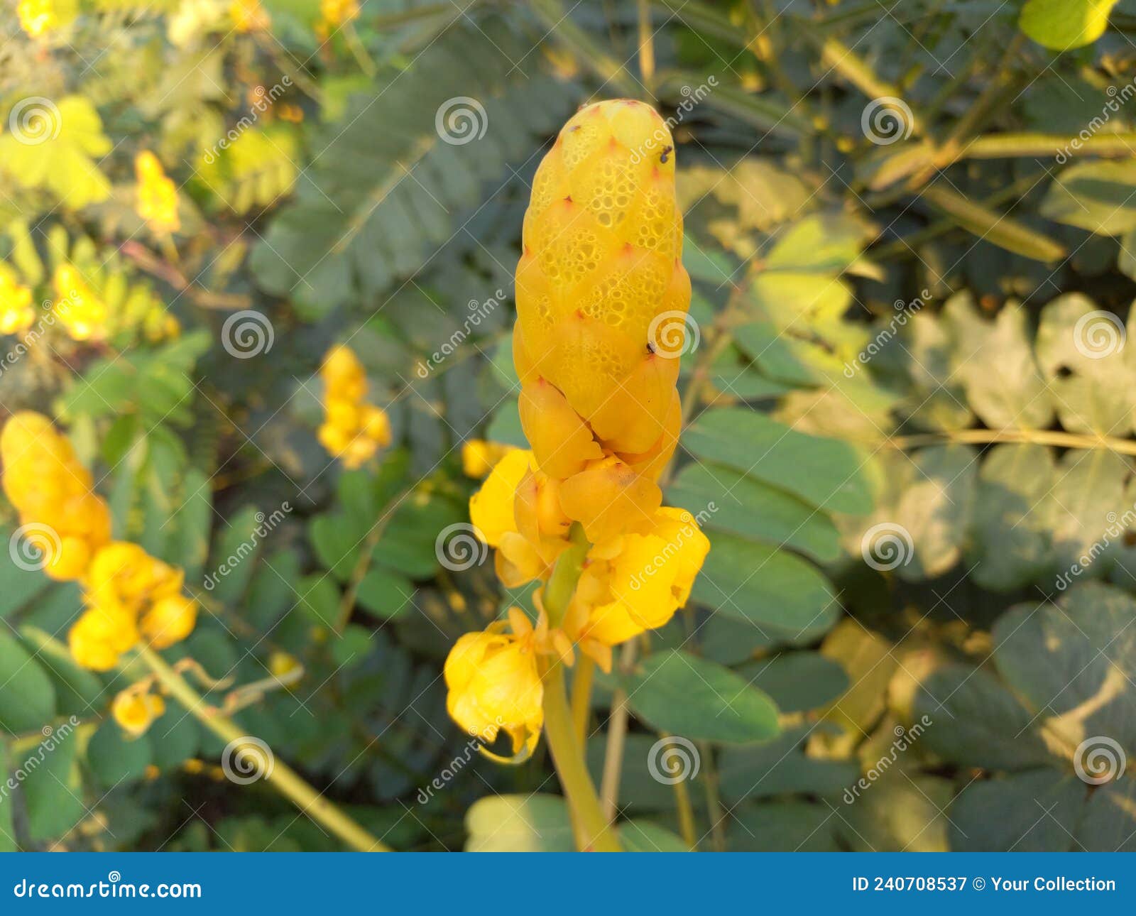 Candle Bush,Candle Bush, Ringworm Shrub, Stock Image - Image of ...